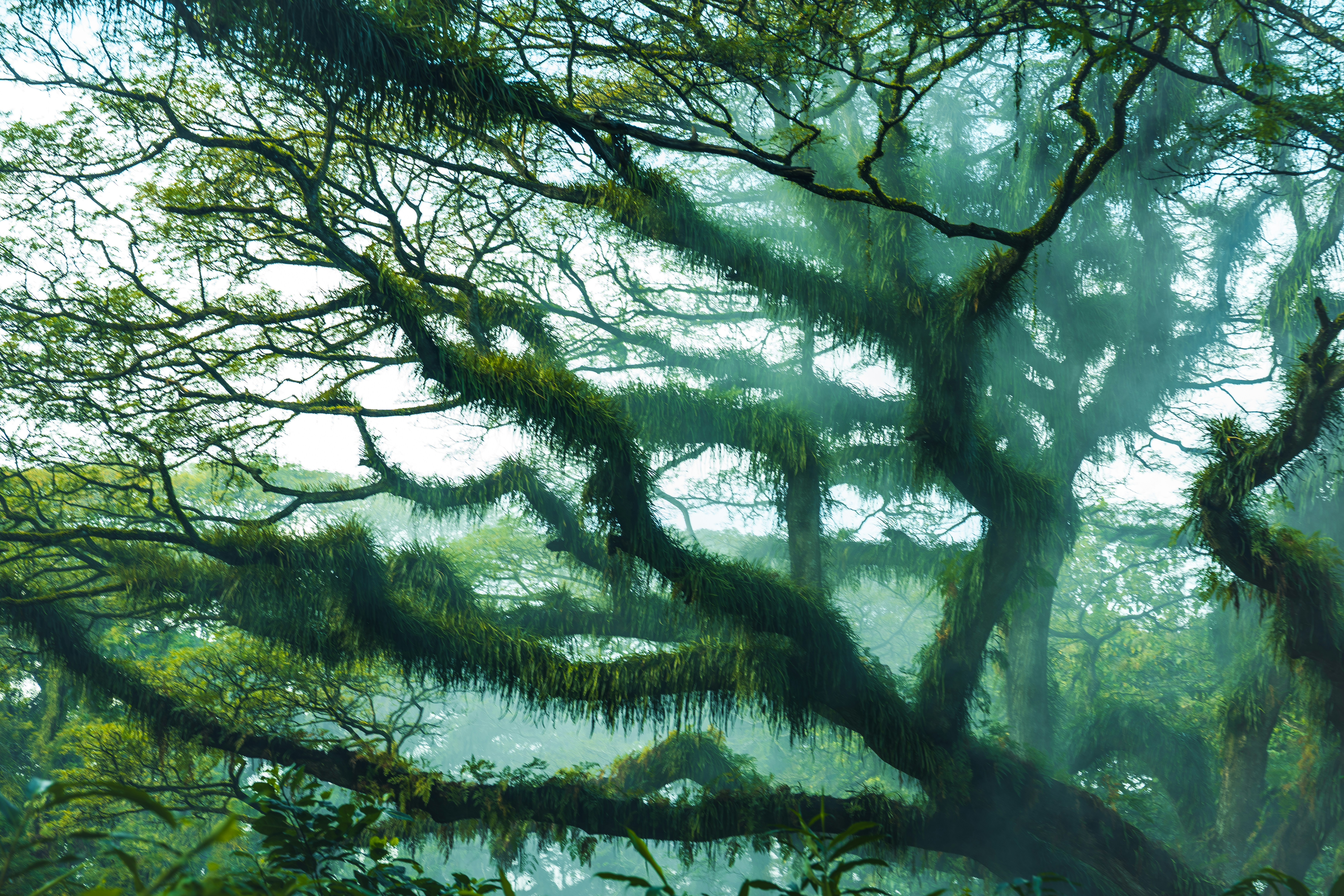 Whispers of the Forest: Mossy Tendrils in Mist