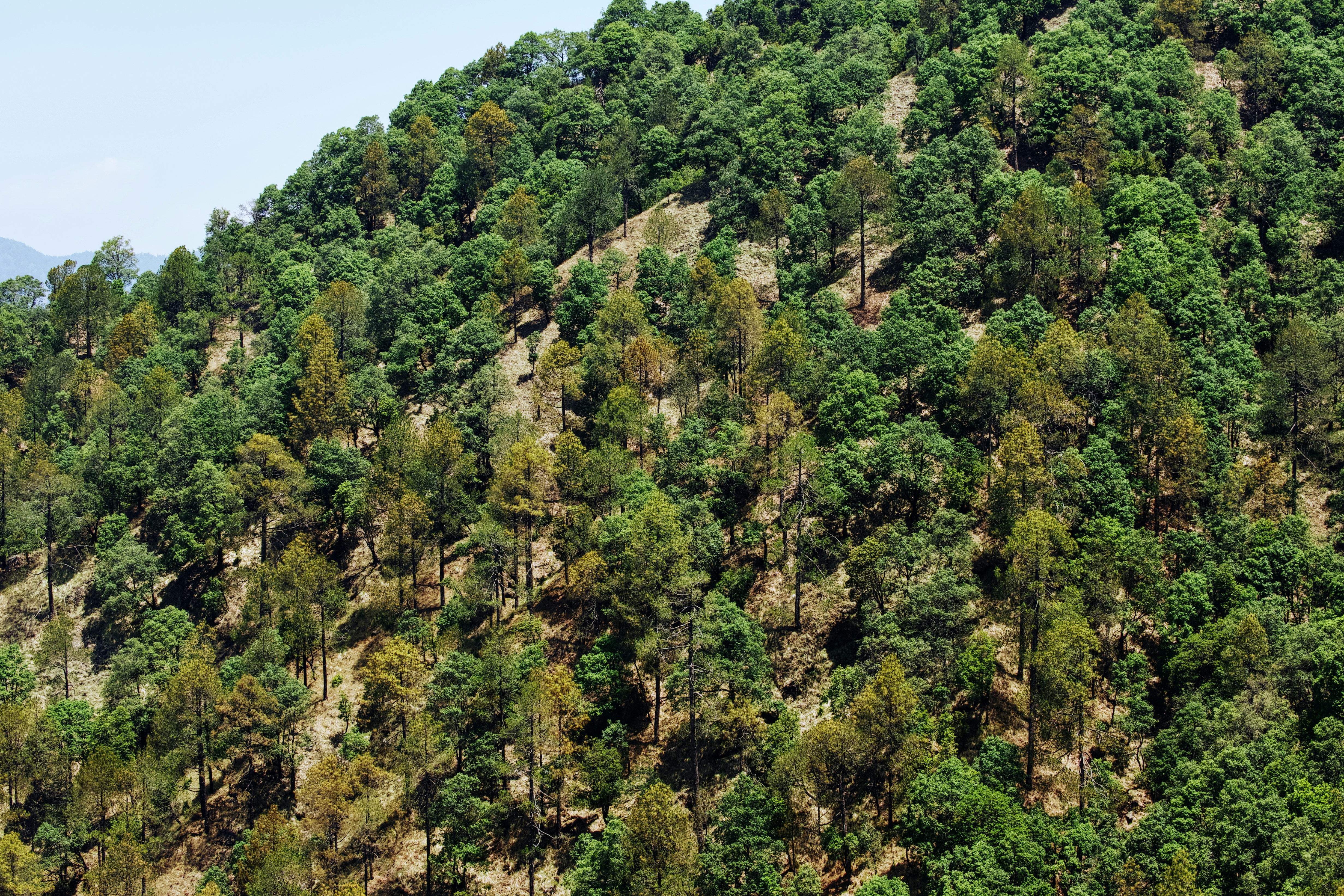 Sunlit Ridge: A Sea of Pines Coloring the Slope