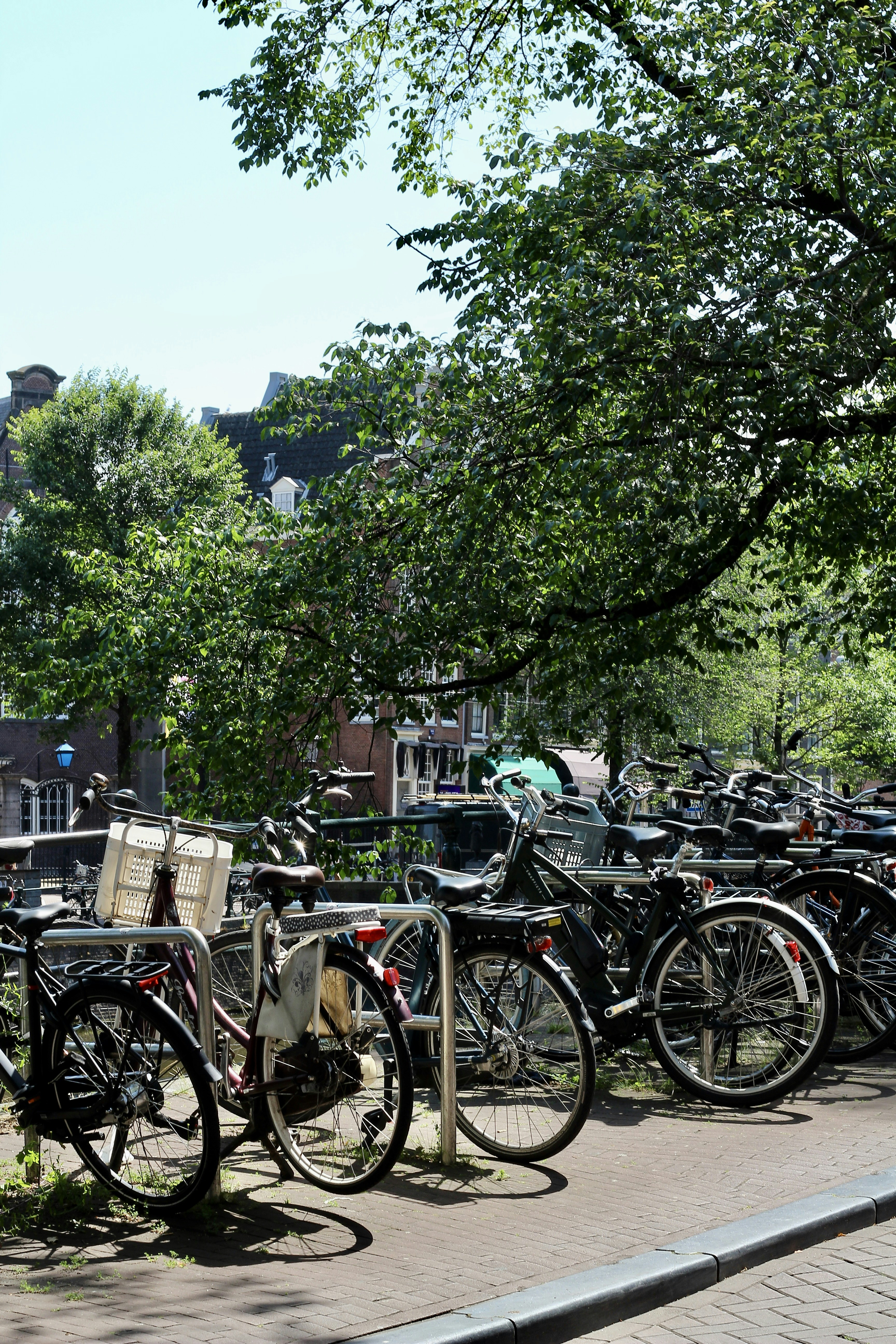 Curiously Aligned Bicycles Under a Canopy of City Green