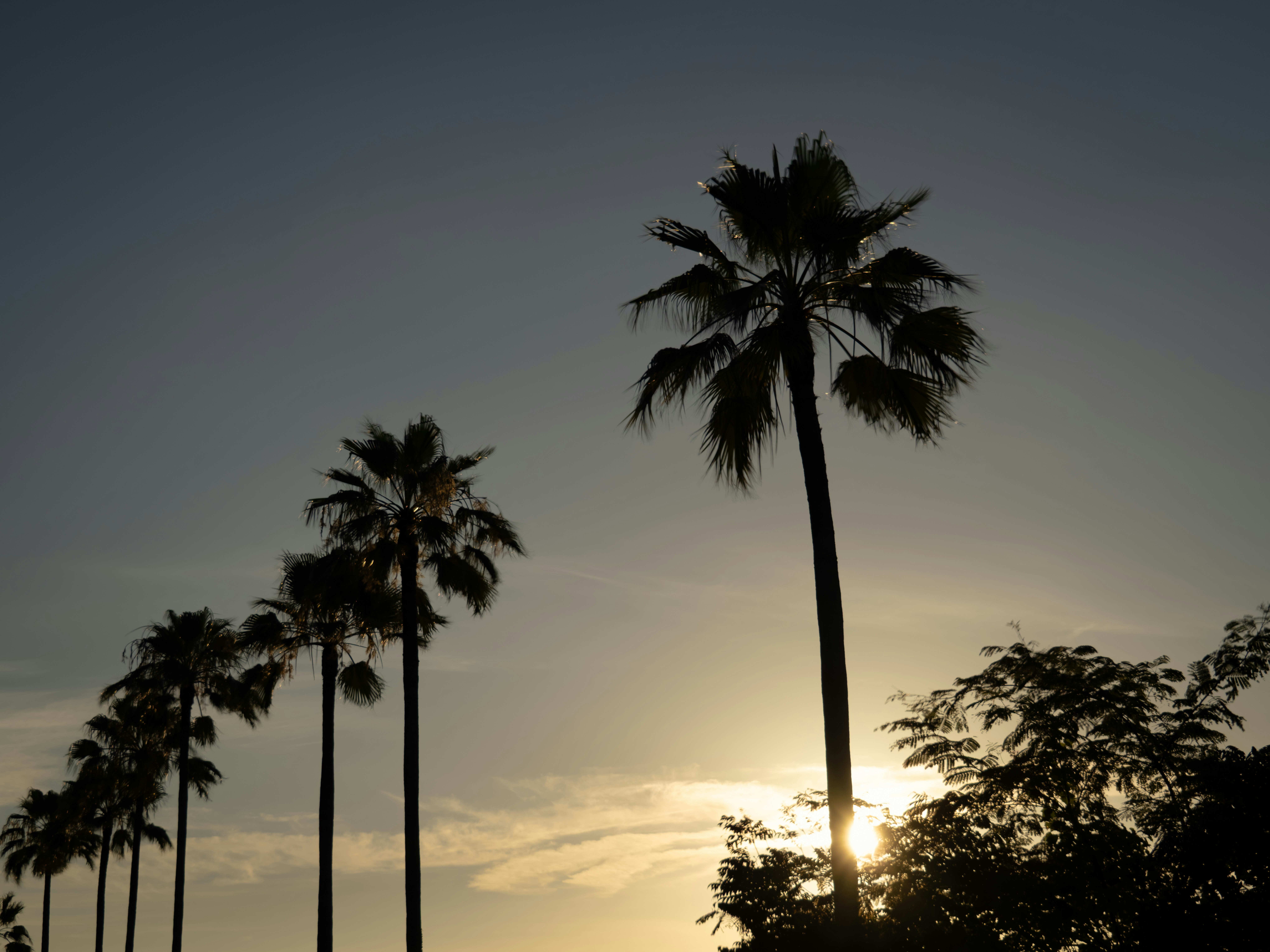 Sunset scene with tall palm trees casting long shadows along a tranquil horizon; warm light filters through the foliage, creating a silhouette-forward composition.