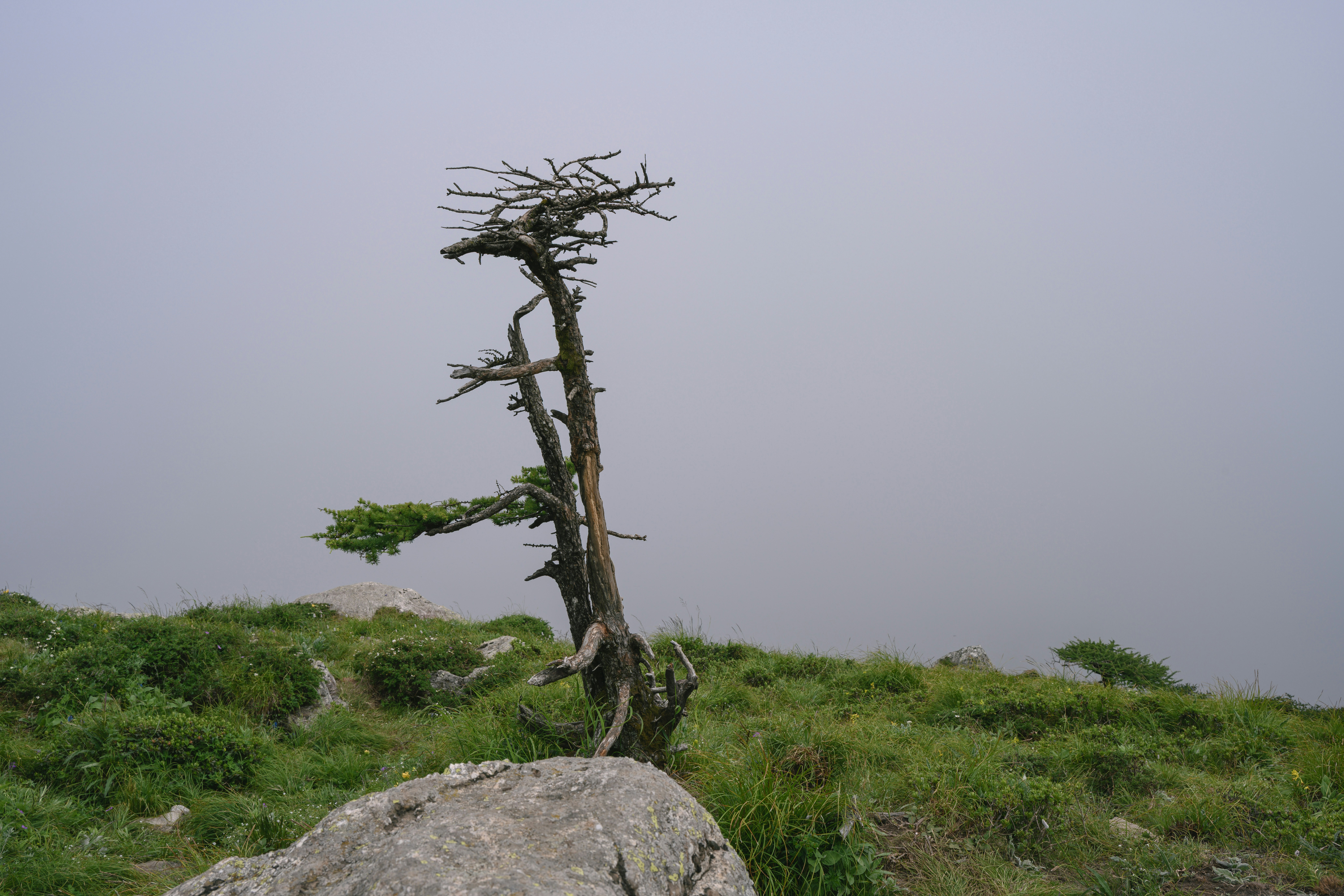 Wind-worn sentinel: a lone tree clinging to rock and grass