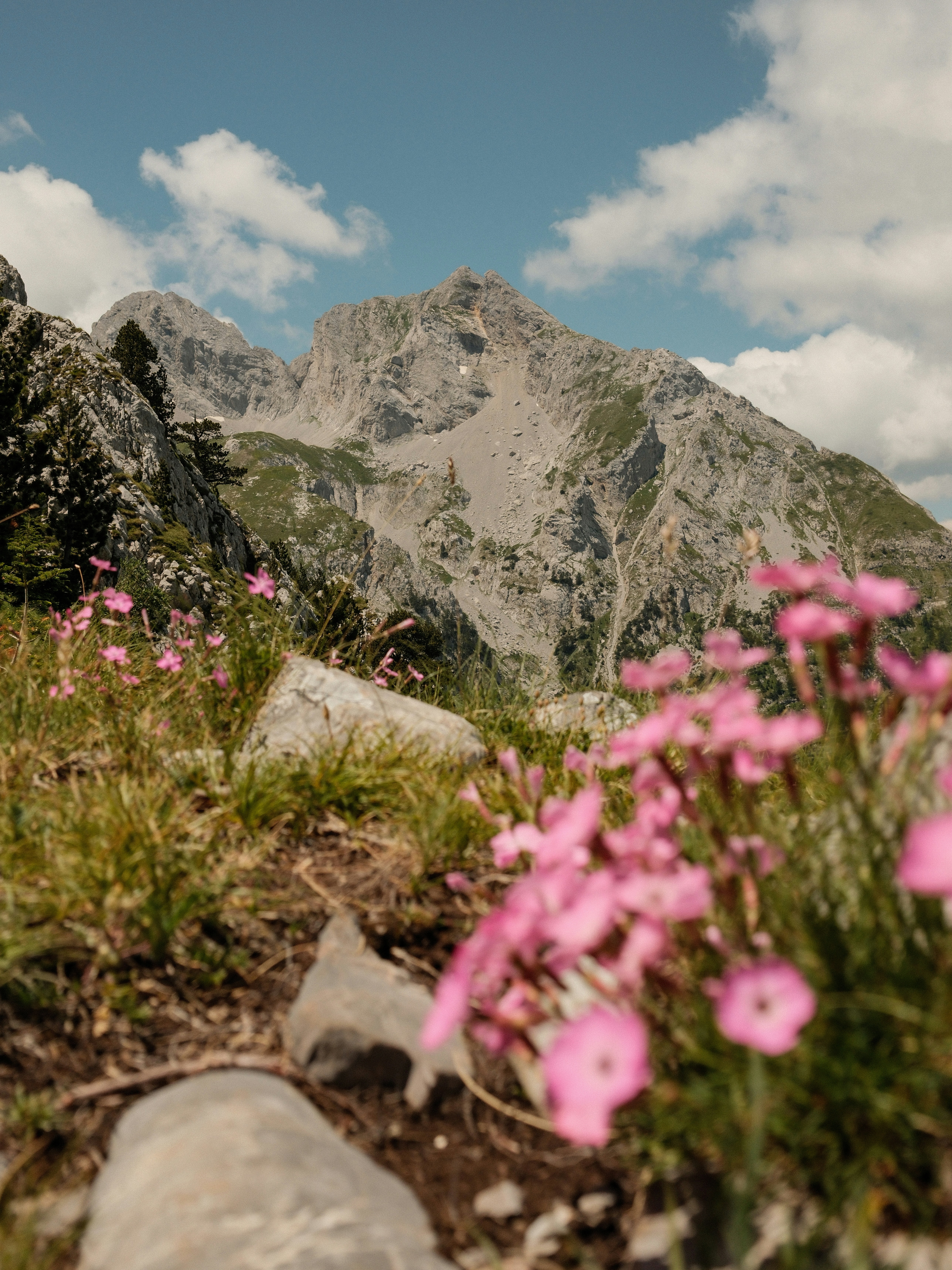 Blossoms at the Foot of Jagged Peaks