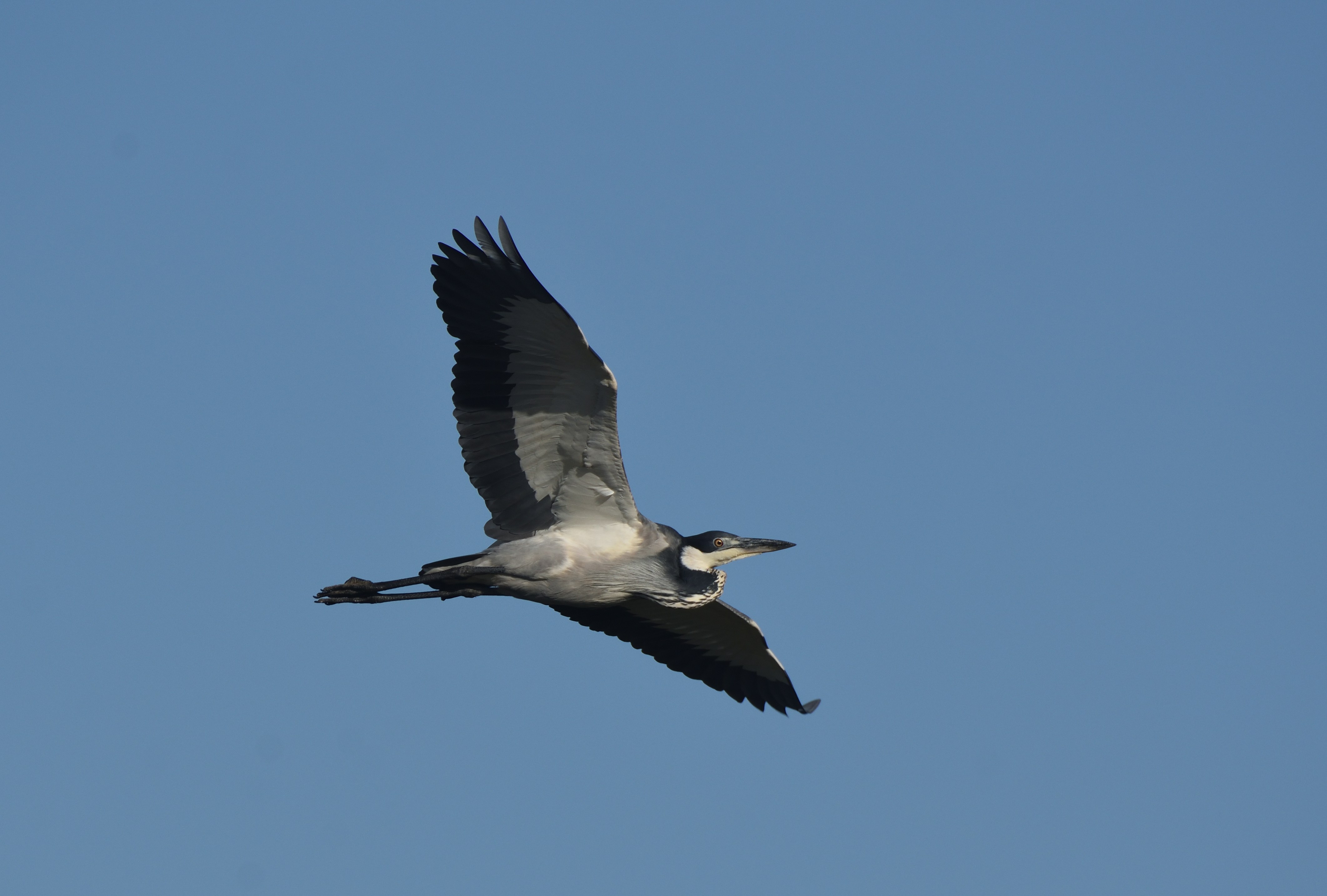 Elegant crane glides through a crisp blue sky, wings fully extended to reveal black-and-white plumage.