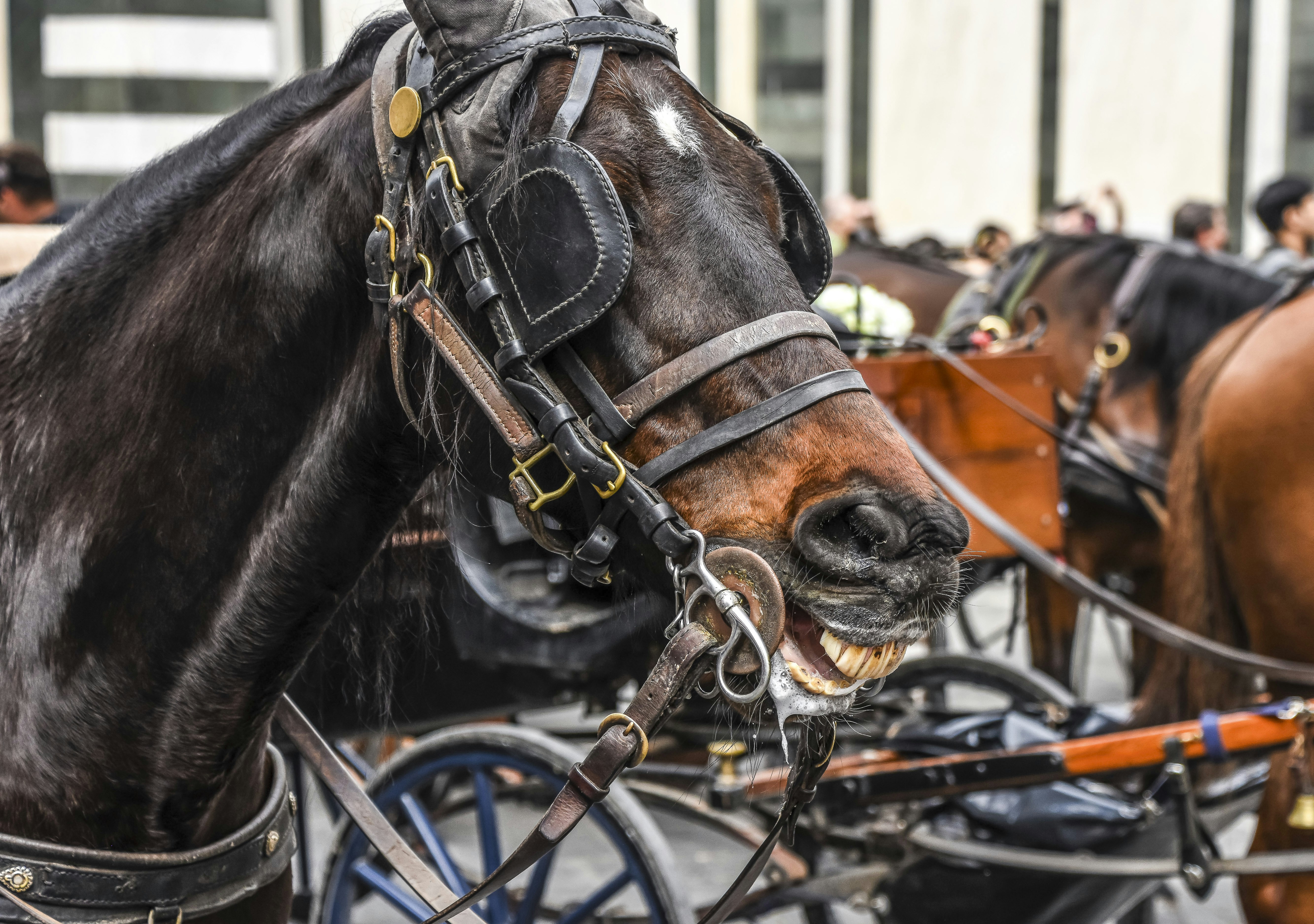 Detailed view of a horse’s bridle and bit in the foreground with a busy carriage lineup in the background.
