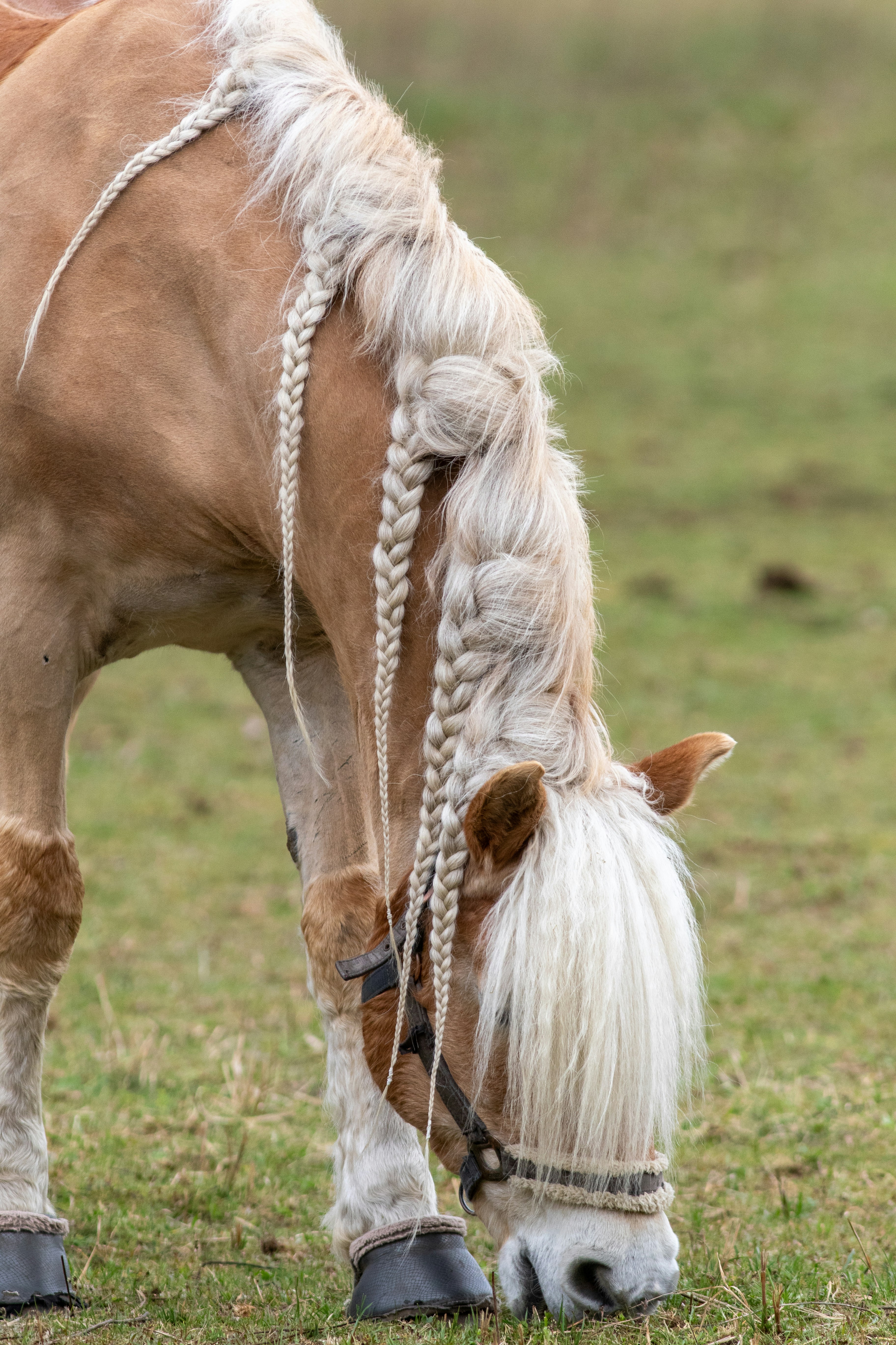Braided Grace: A White Mane Grazing in Soft Spring Light