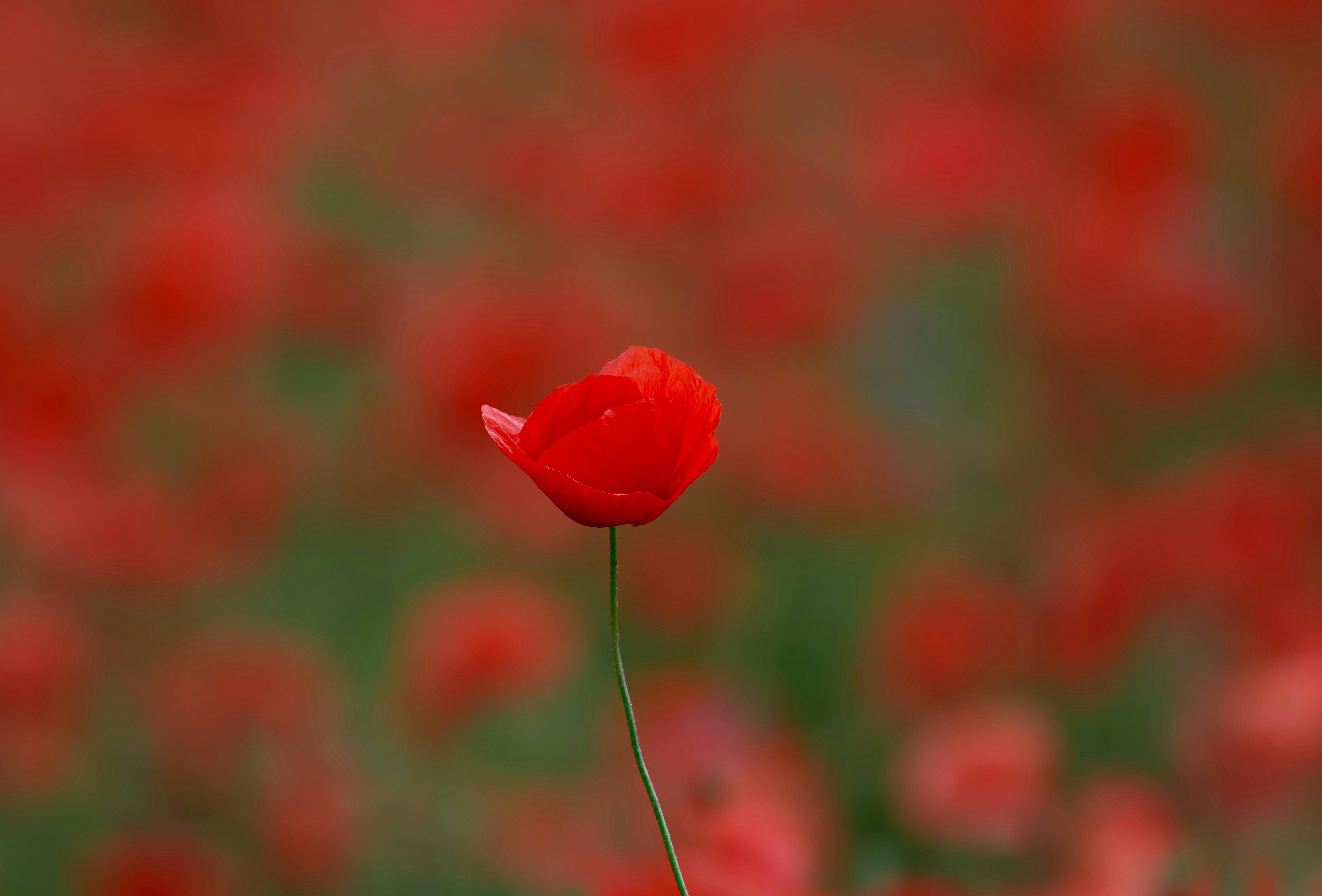 One Red Sentinel in a Sea of Scarlet