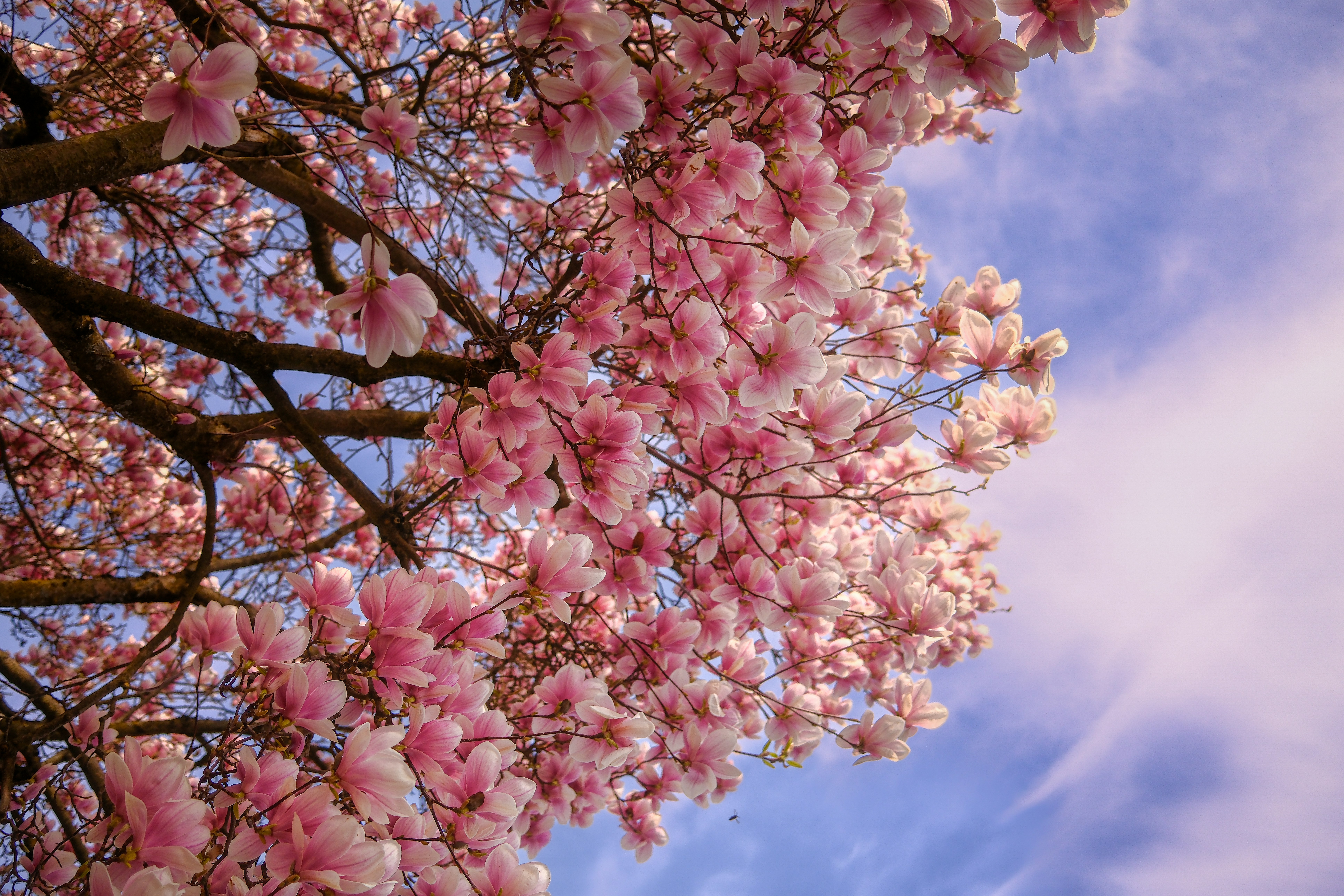 Blossoms in a Clear Sky: A Branch's Pink Garden