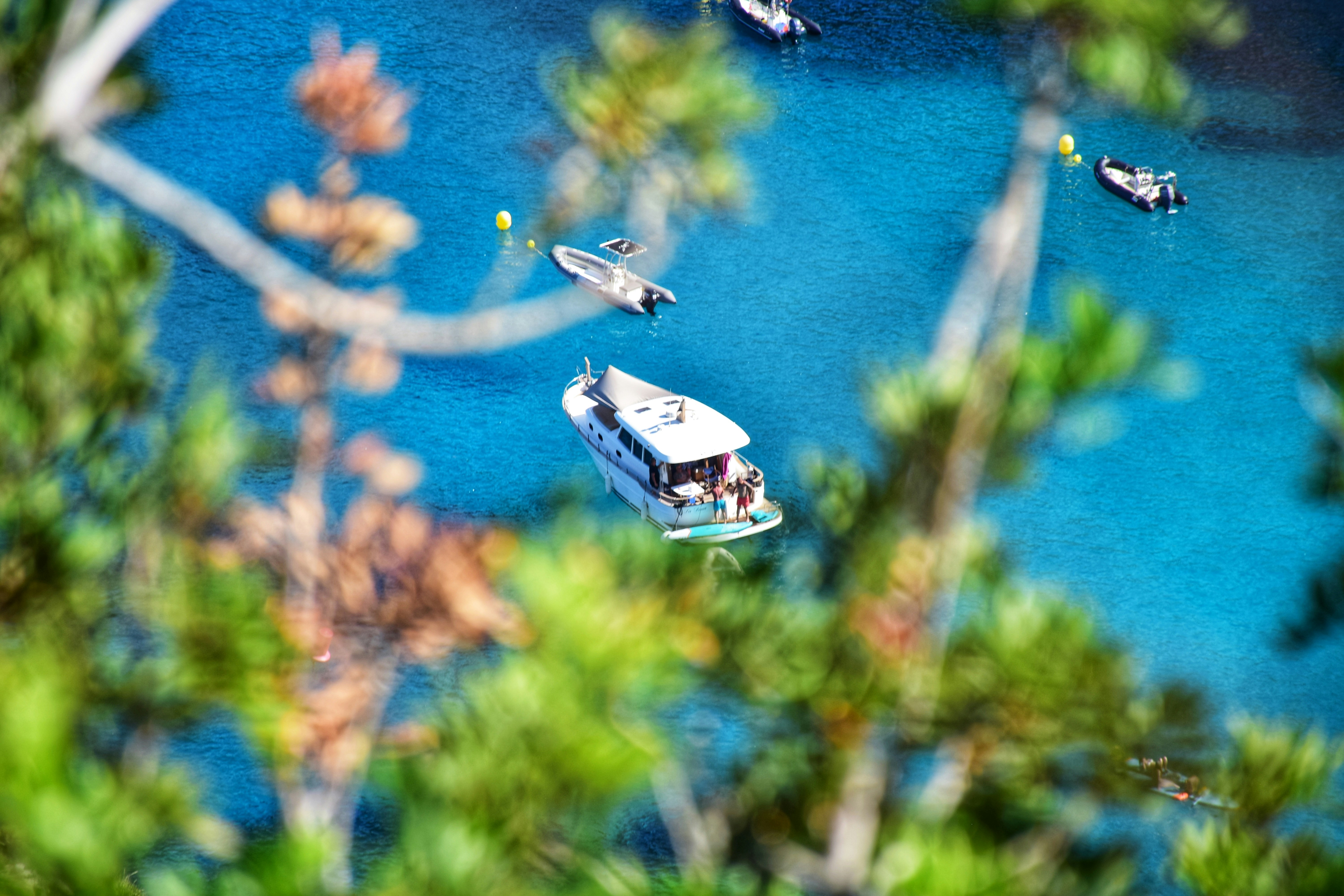 Azure Boatside: A Hidden Marina Stares Through the Pines