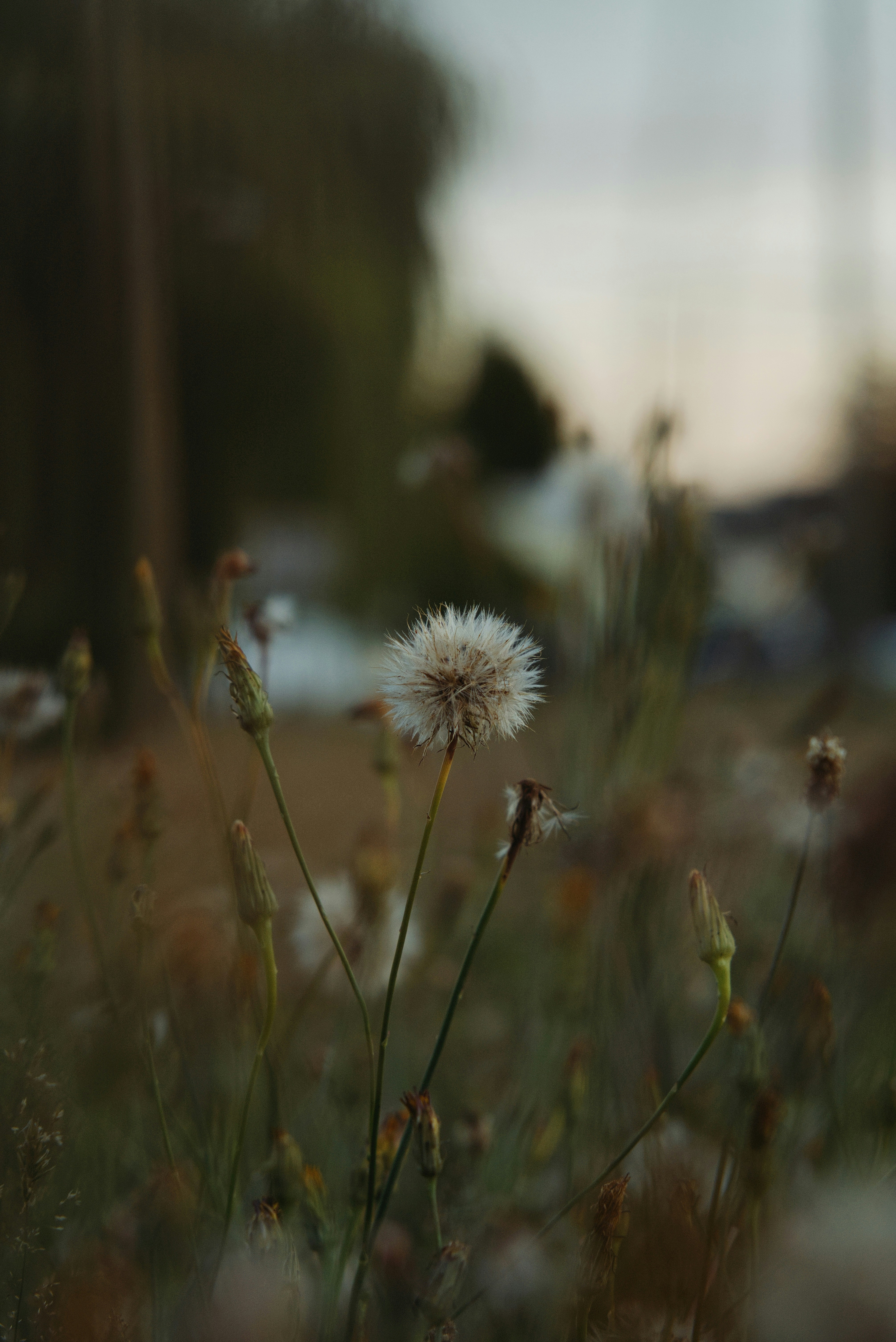 Dandelion Crown in Soft Evening Light