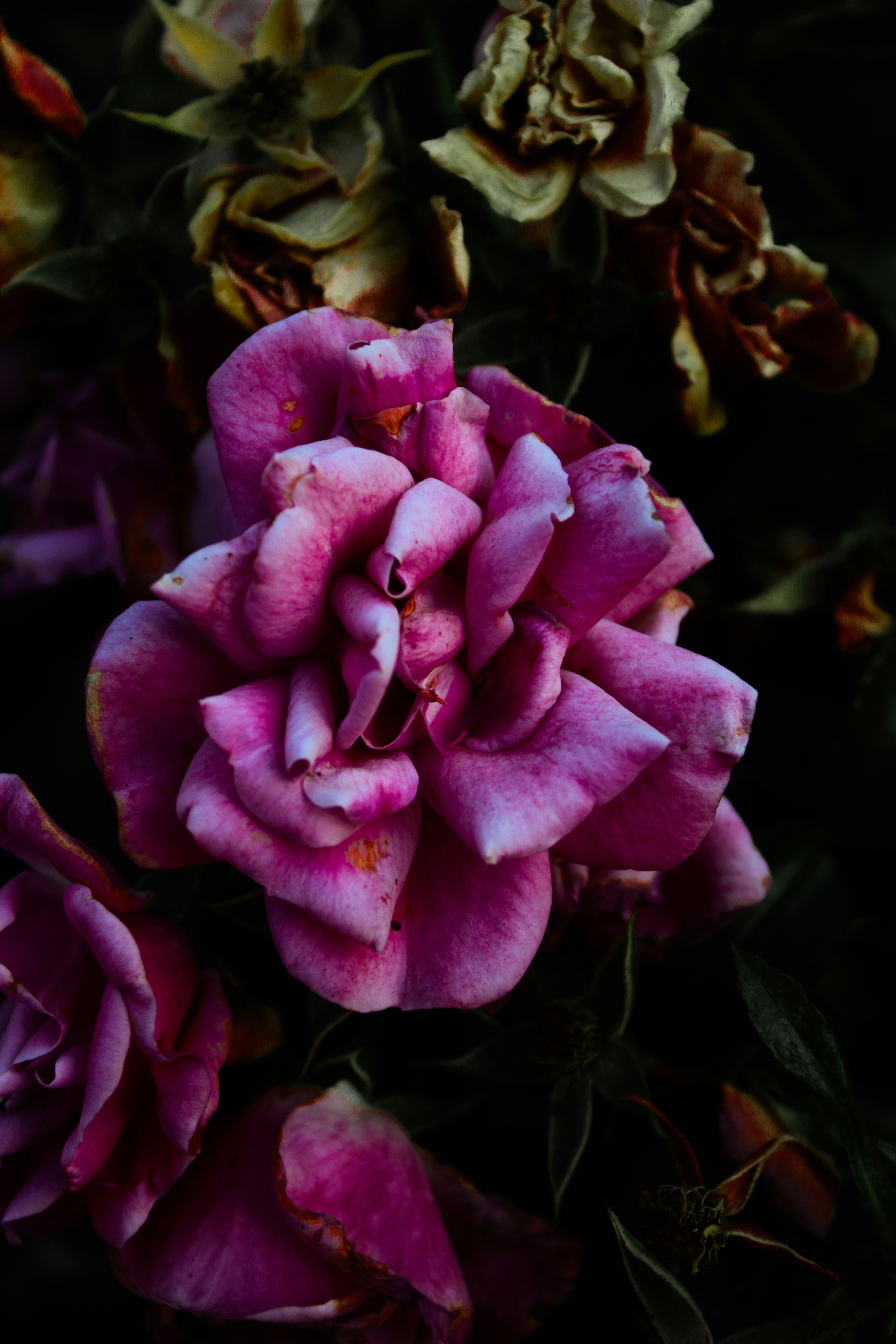 Midnight Rose: A Velvet Bloom Hidden in Shadow