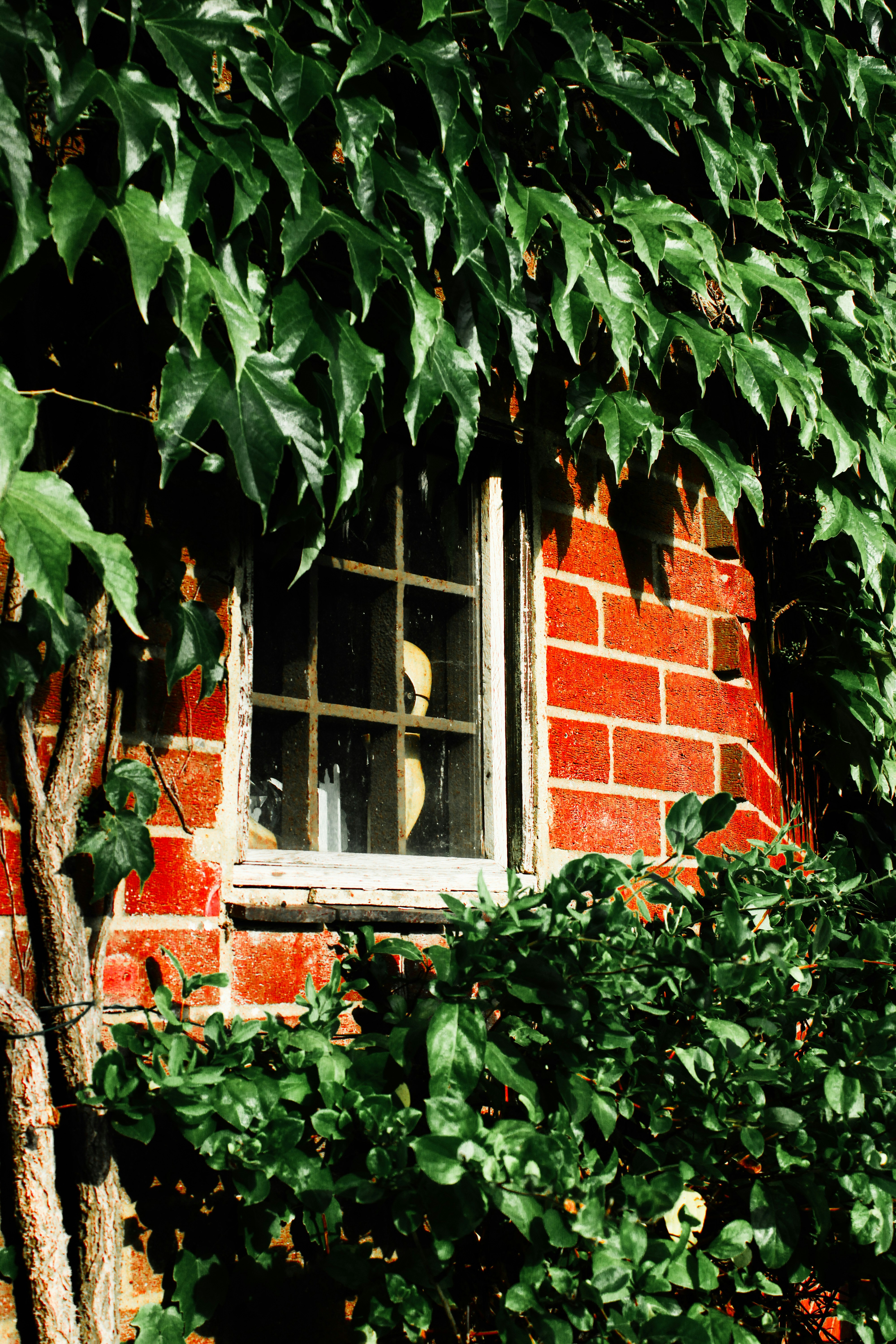 Brick window framed by dense ivy and ivy leaves; a glimpse of light behind the window pane amid green foreground foliage.