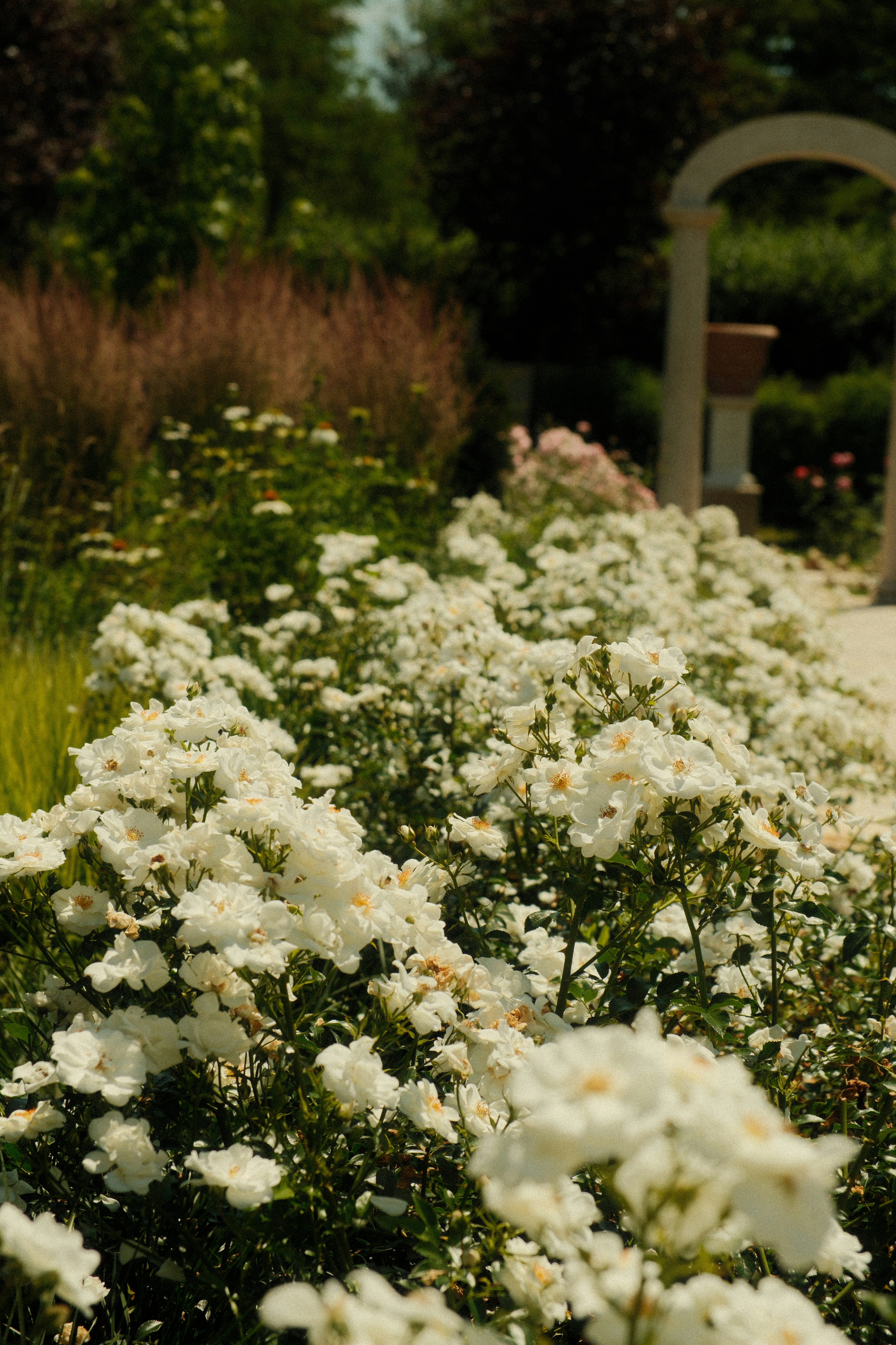 Blossom Row Leading to Quiet Garden Arch