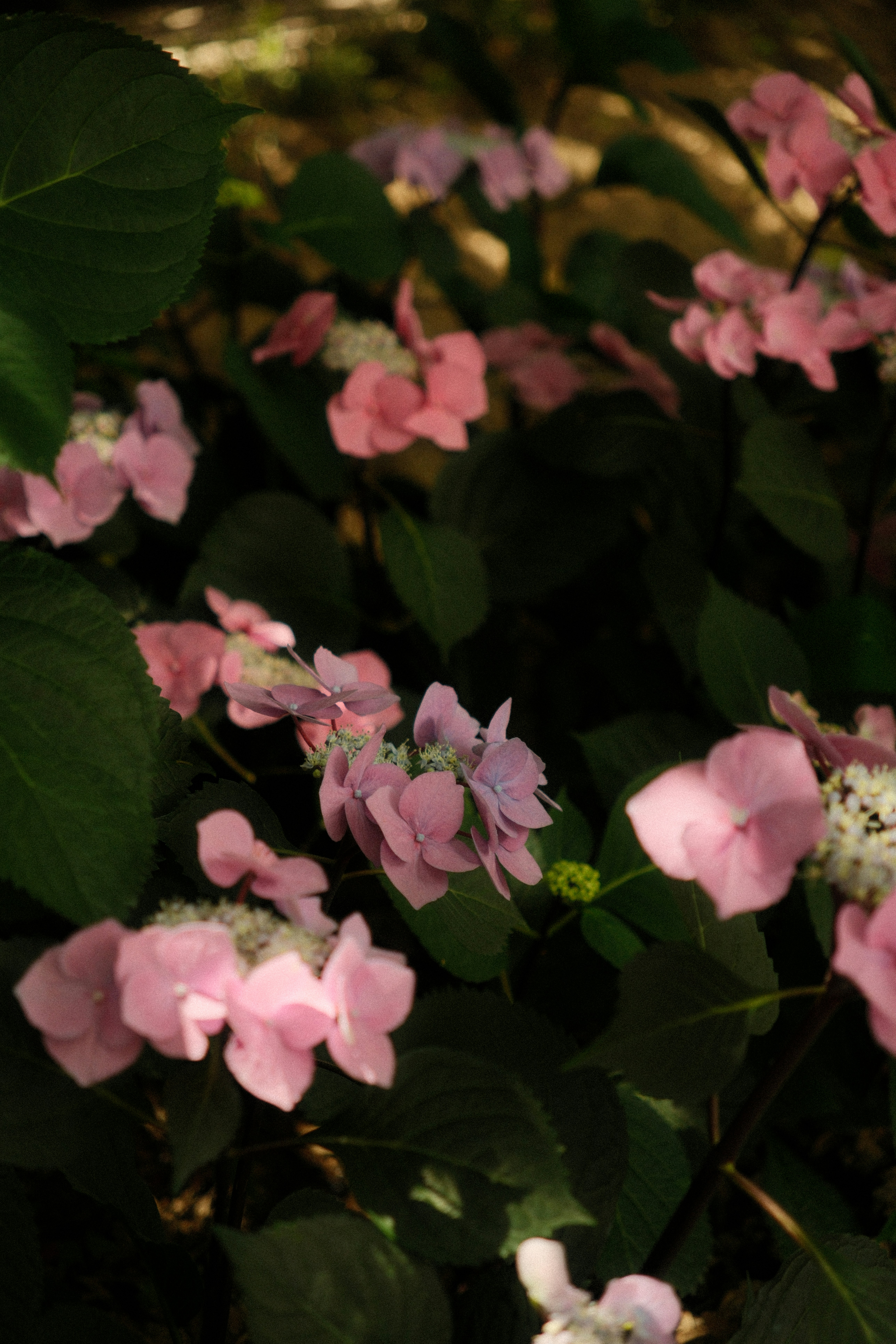 Soft Pink Hydrangea Cluster Beneath Dappled Shade