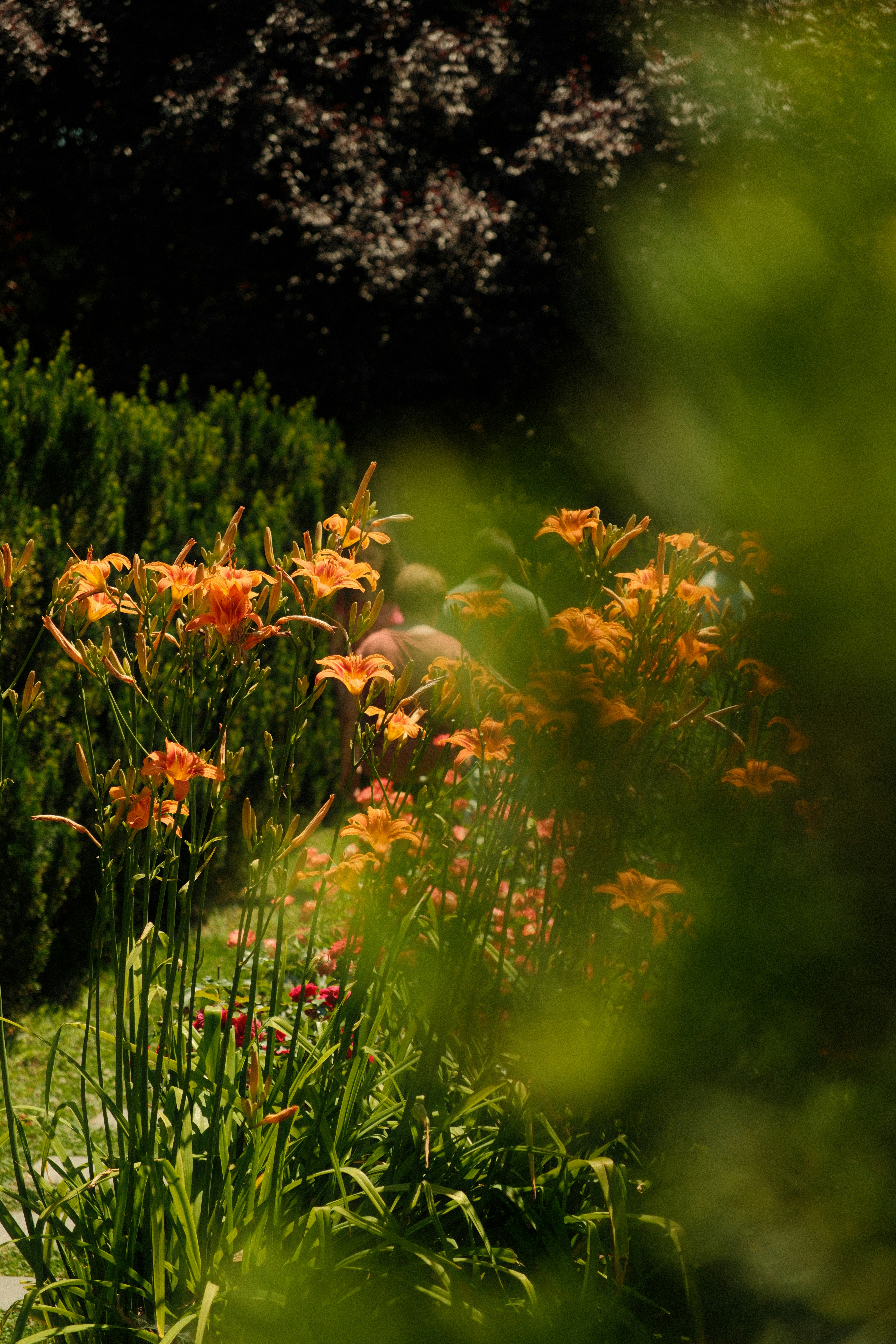 Sunlit Daylilies Reaching Toward a Shaded Backdrop