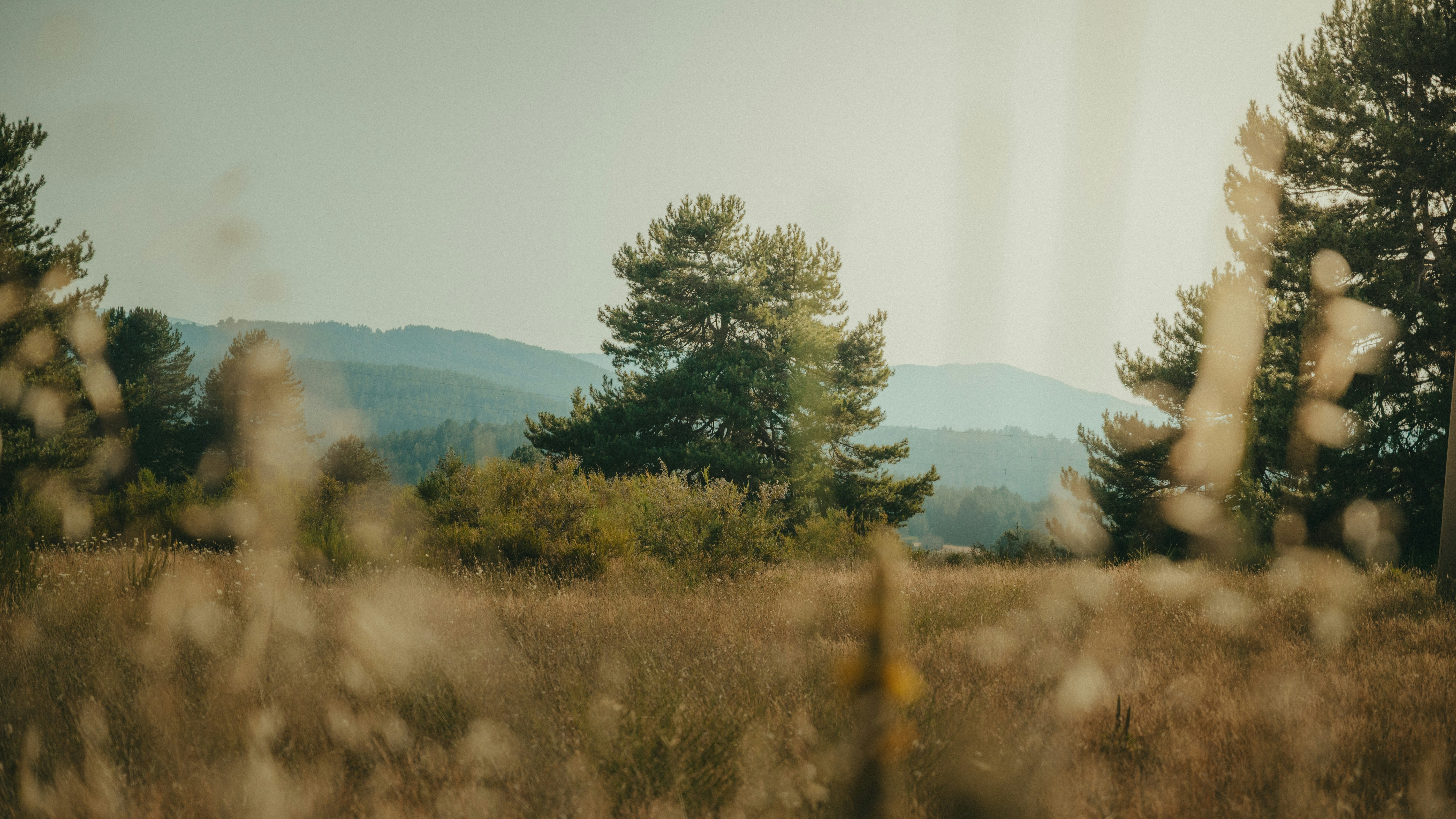Softly blurred foreground grasses lead to a distant treeline and rolling hills under a hazy sky. A tranquil landscape emphasizing depth and natural tones.