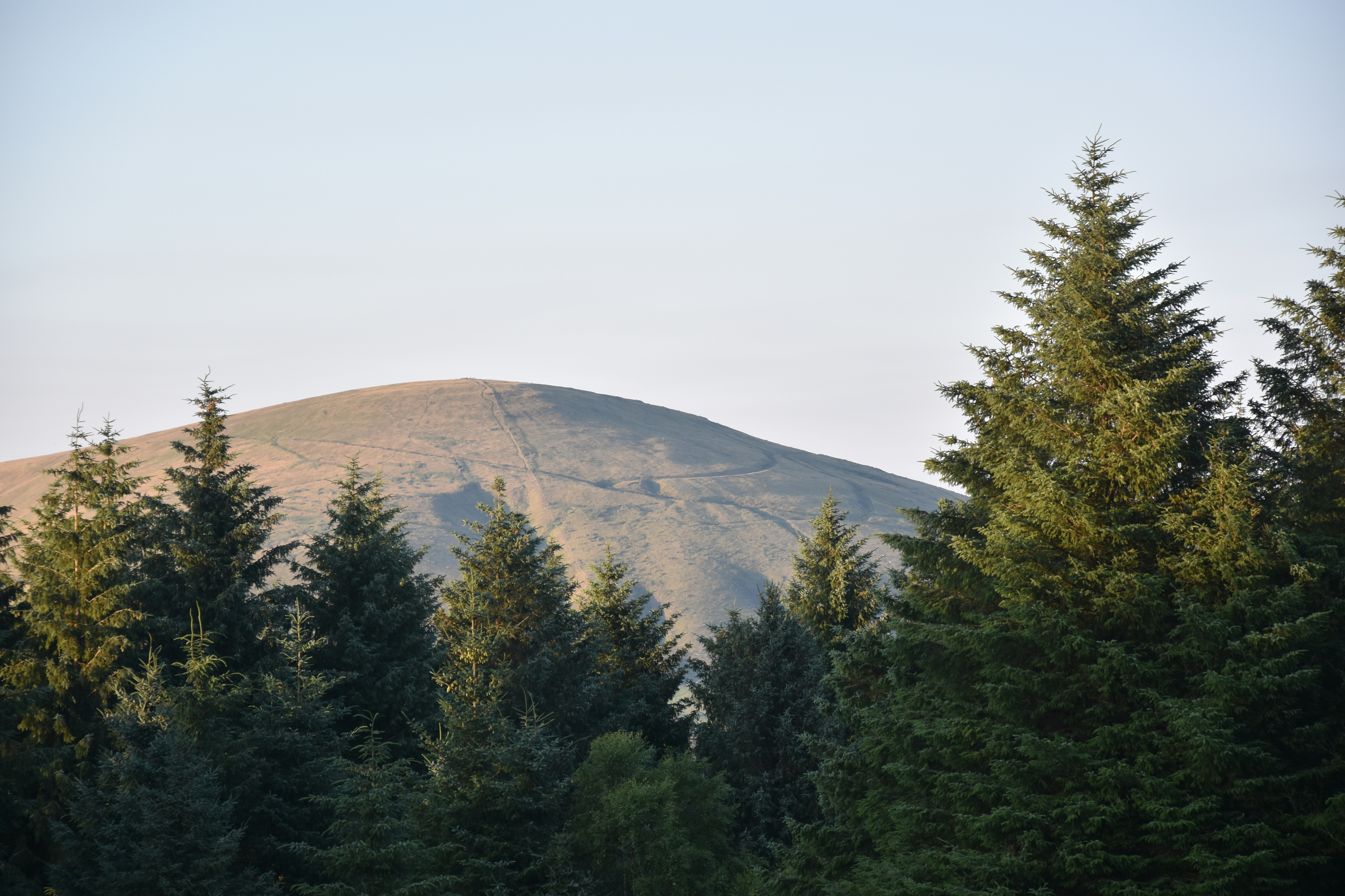 Dawn Quiet on the Forest Edge