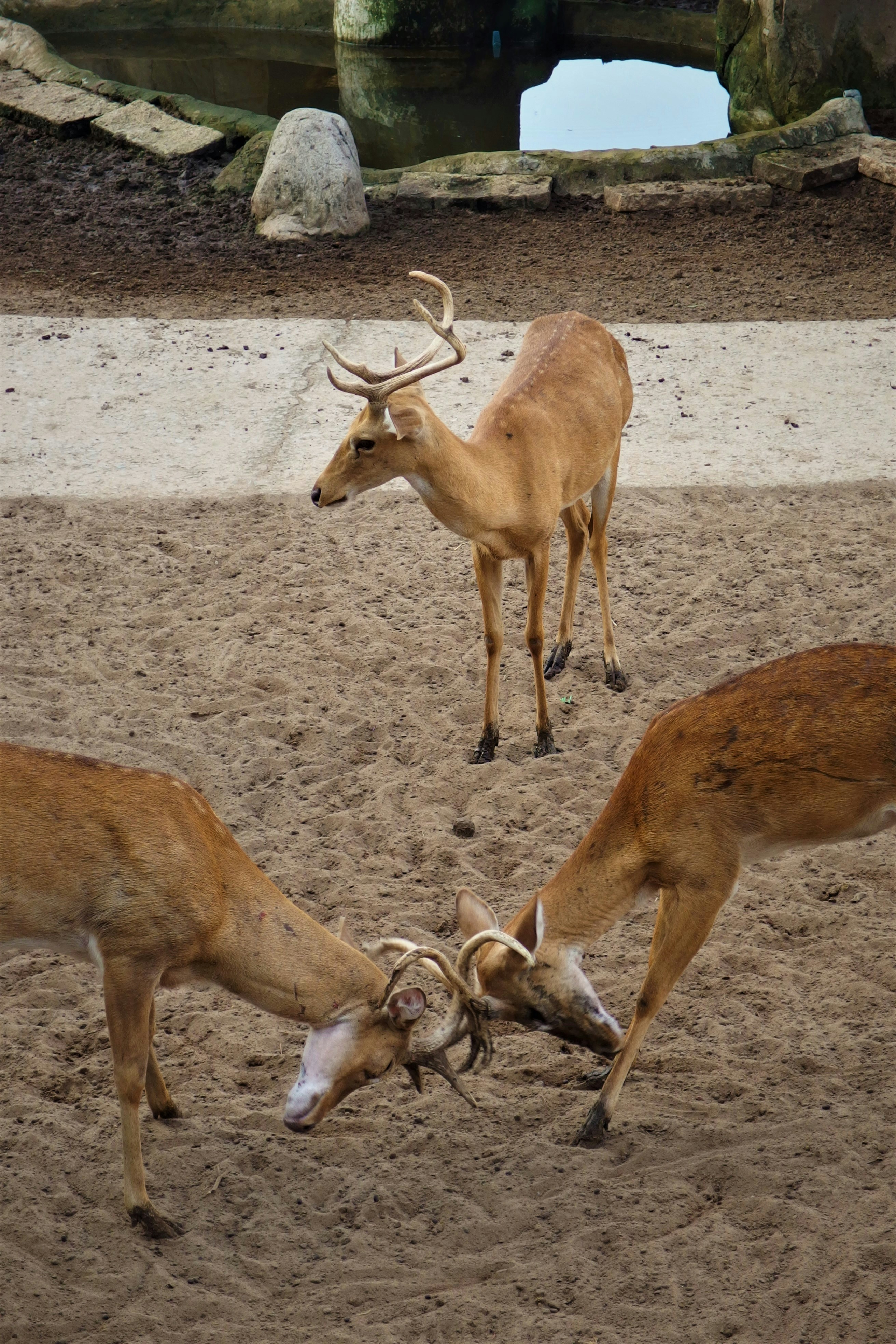 Antlered Standoff: A Trio of Deer in a Dusty Enclosure