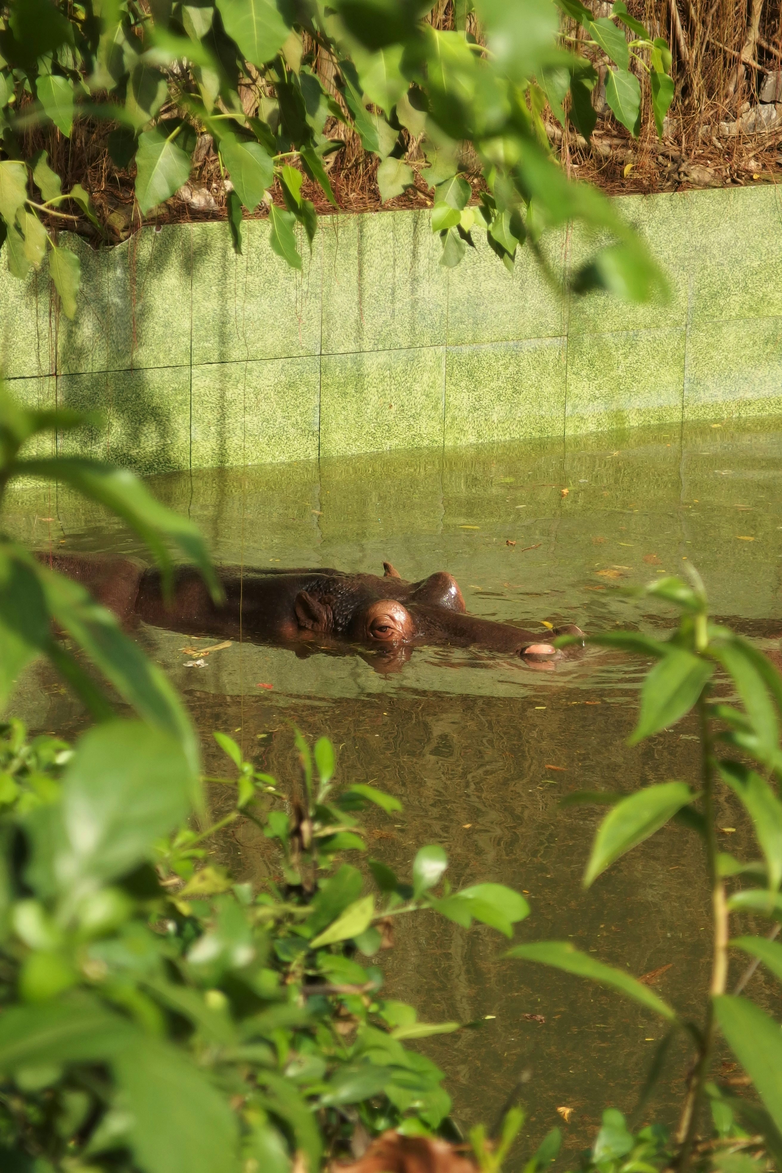 Floating Timekeeper: A Hippo Breaks the Surface in Quiet Green Reflections
