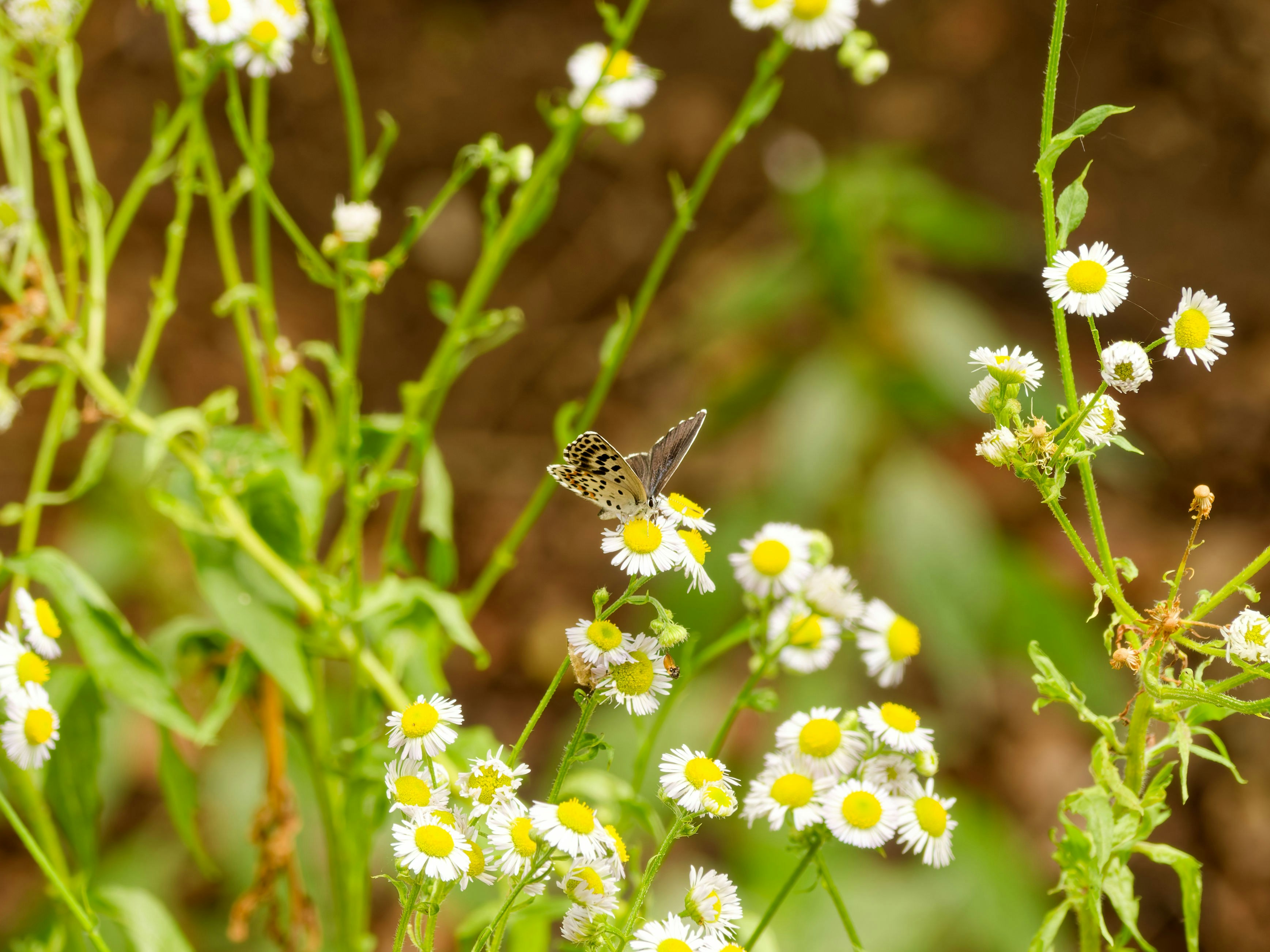 Dainty Rendezvous: Butterfly on a Meadow of White-Edged Daisies