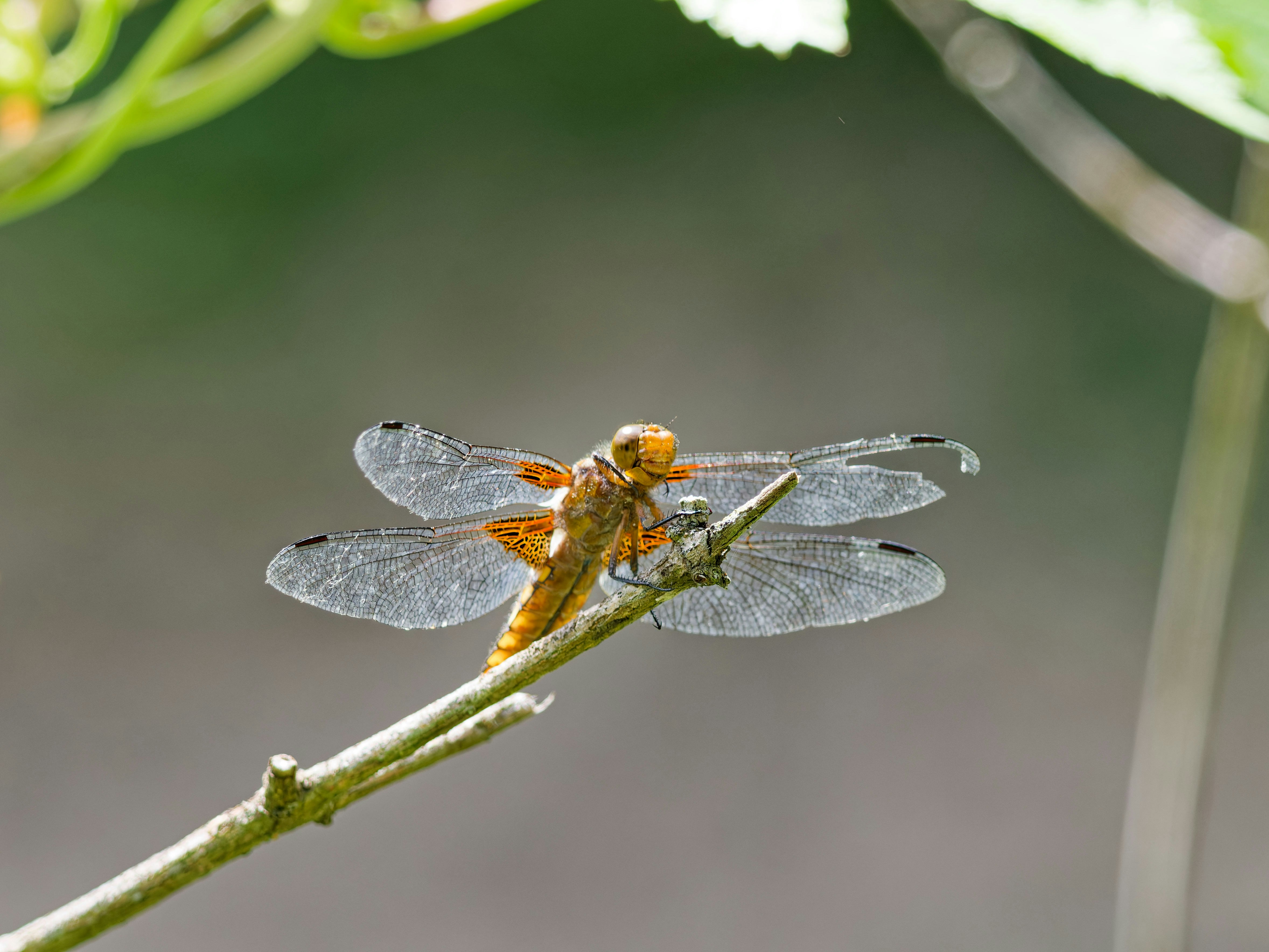 Vivid close-up of an orange dragonfly perched on a twig against a blurred background, highlighting translucent wings and fine body texture.