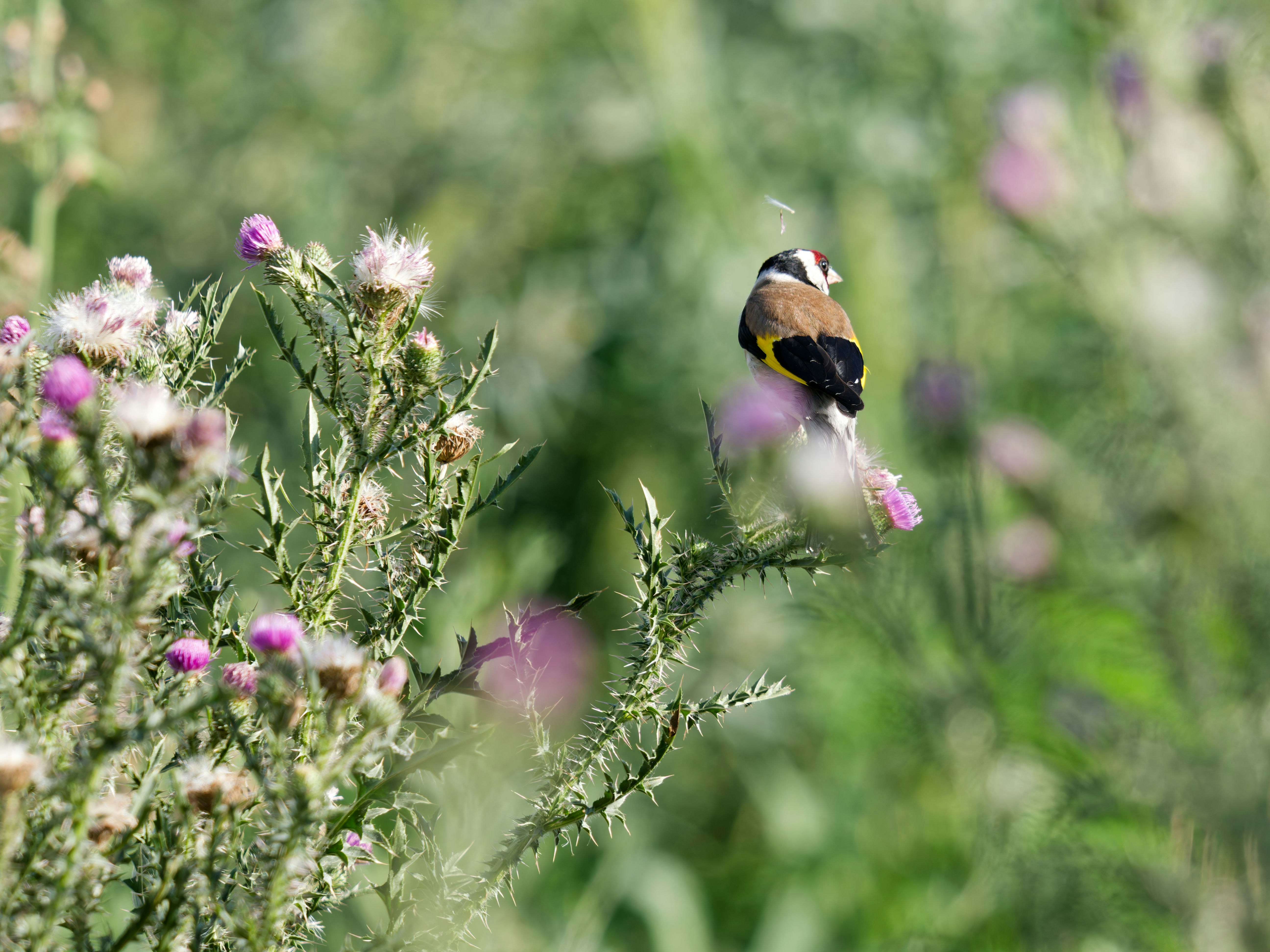 Colorful small bird perched on a thorny thistle amid a soft green background with pink blossoms; a nature close-up emphasizing delicate flora and distant bird detail.