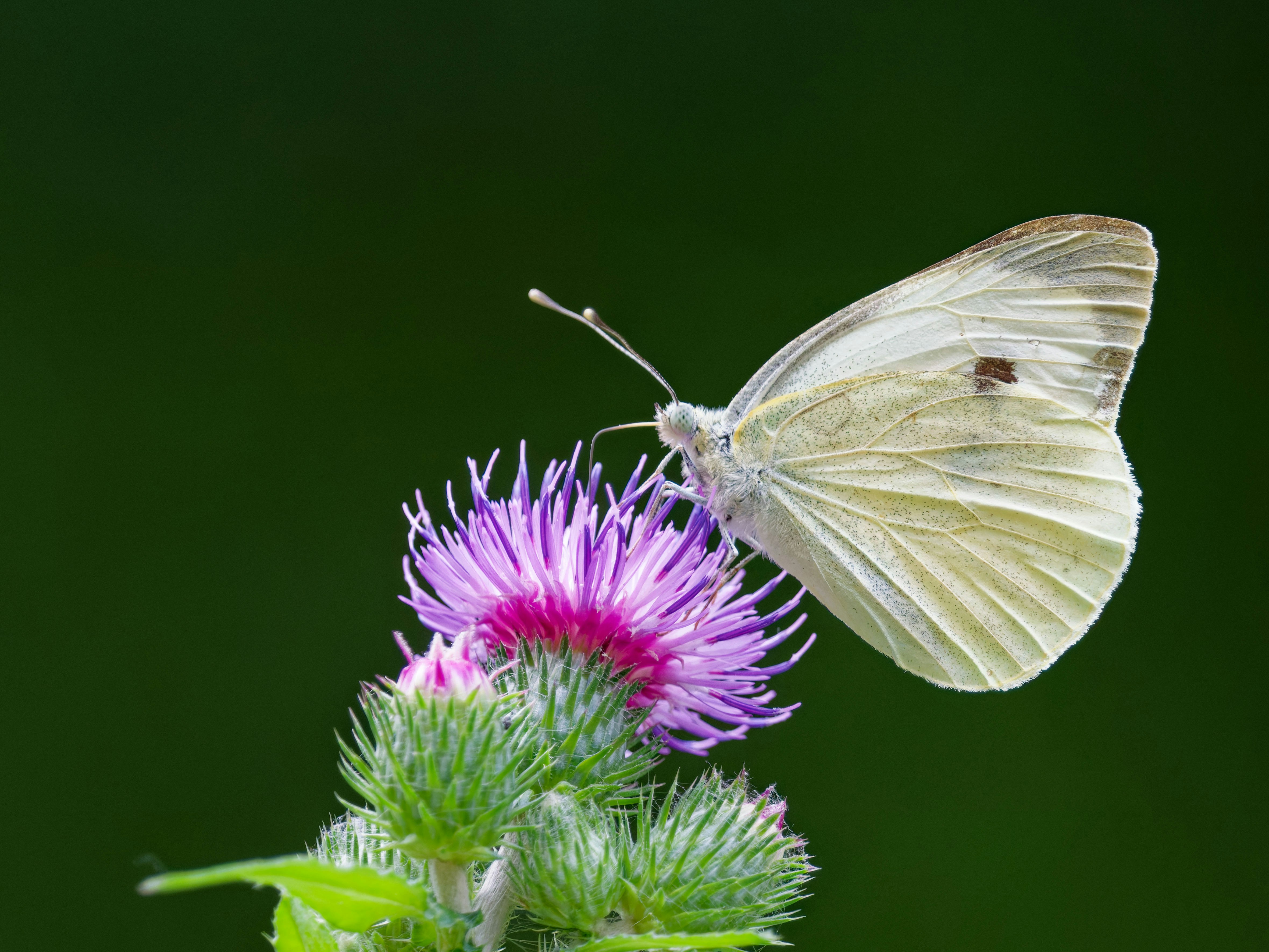 Butterfly on a Lavender Crown: A Delicate Hover over a Purple Bloom