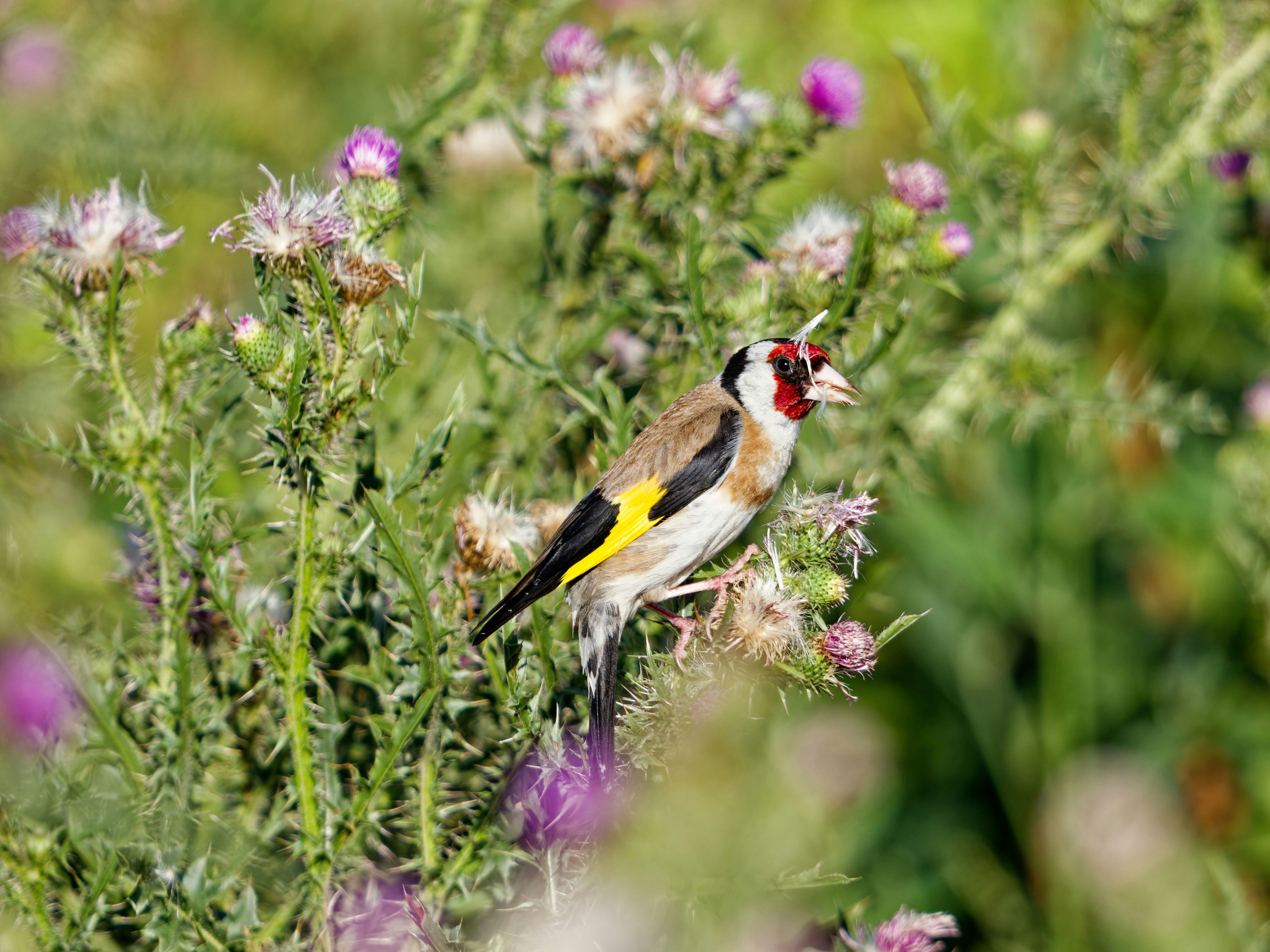 Scarlet-backed Finch on Thistle: A Burst of Color in Quiet Green