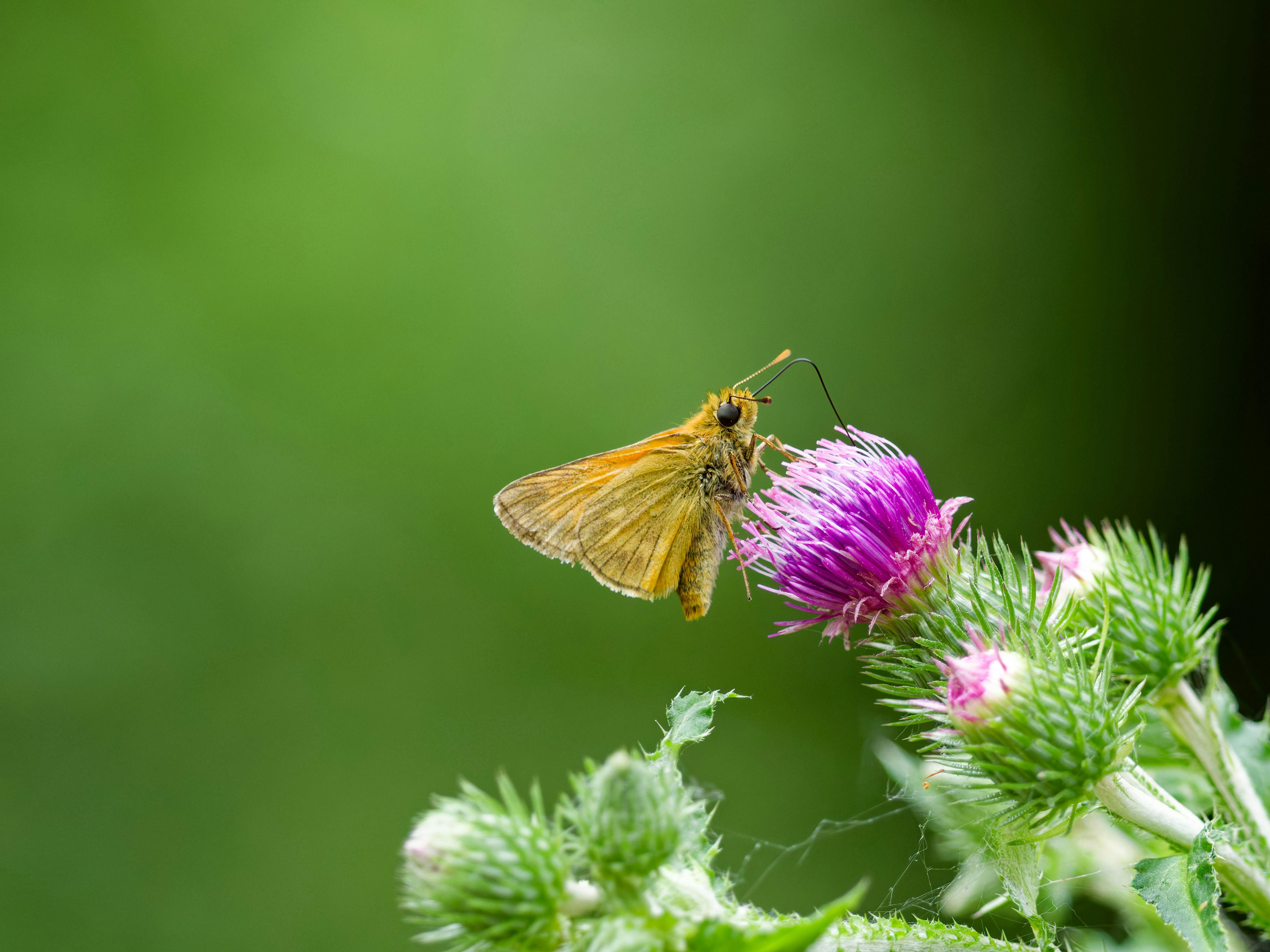 Tiny orange butterfly perched on a pink thistle with a soft green background, showcasing delicate pollination in a close-up garden moment.