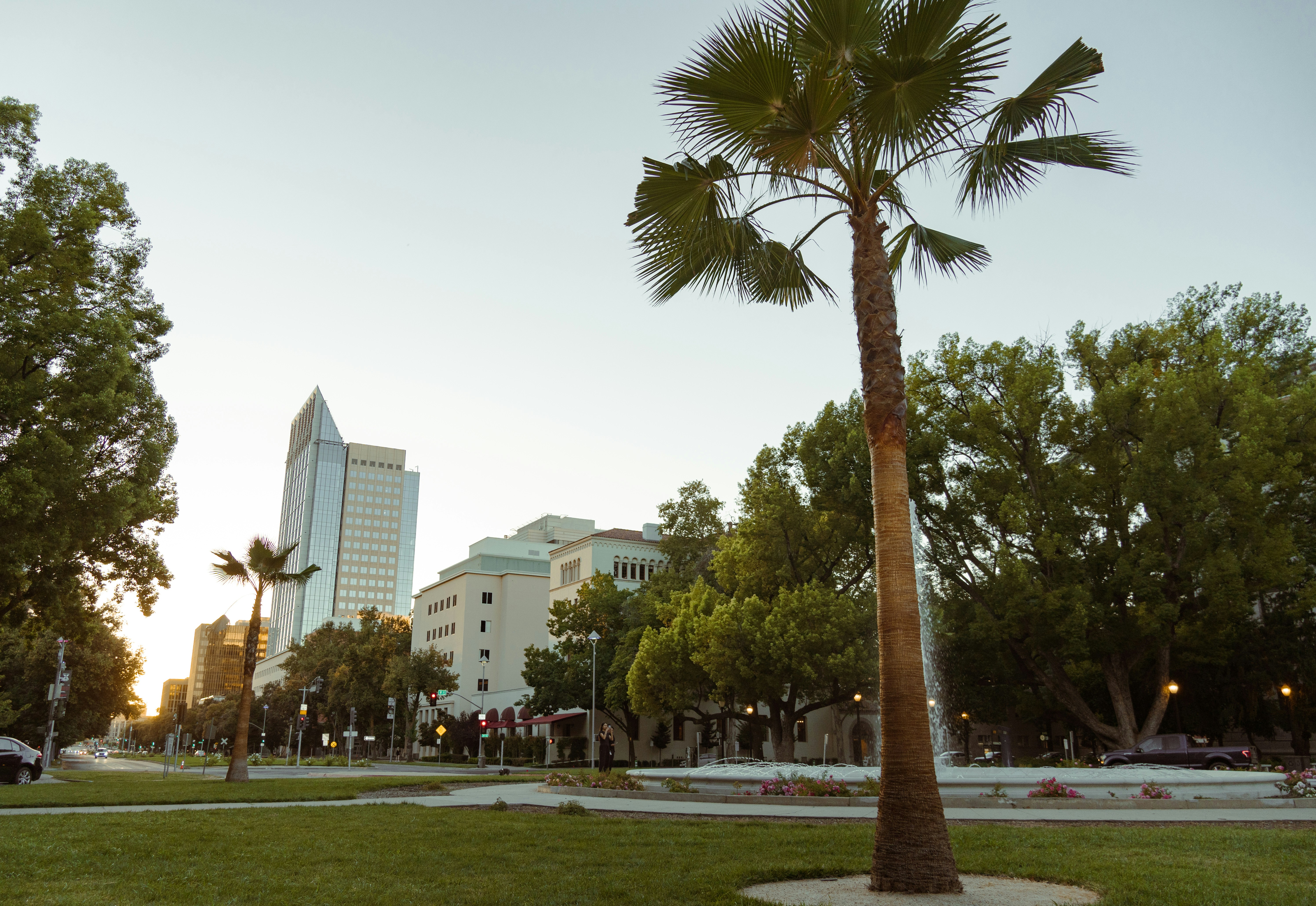 City park scene with a prominent palm tree in the foreground, a lawn, and a row of modern buildings along the street; daytime lighting with warm glow on the left. The image captures an urban park setting with a mix of nature and architecture.