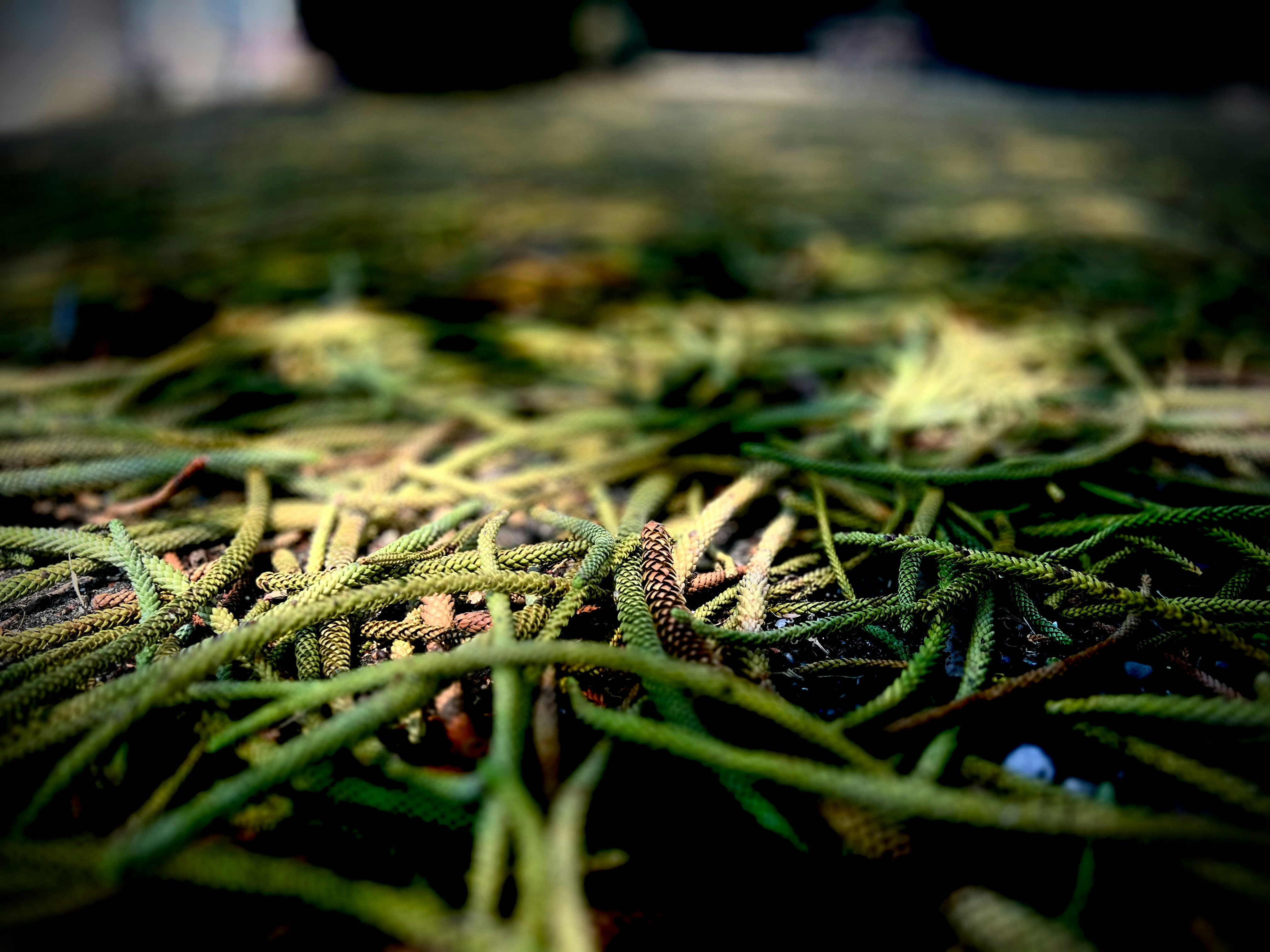 Low-Angle Tangle: Zigzag Verdes on the Ground