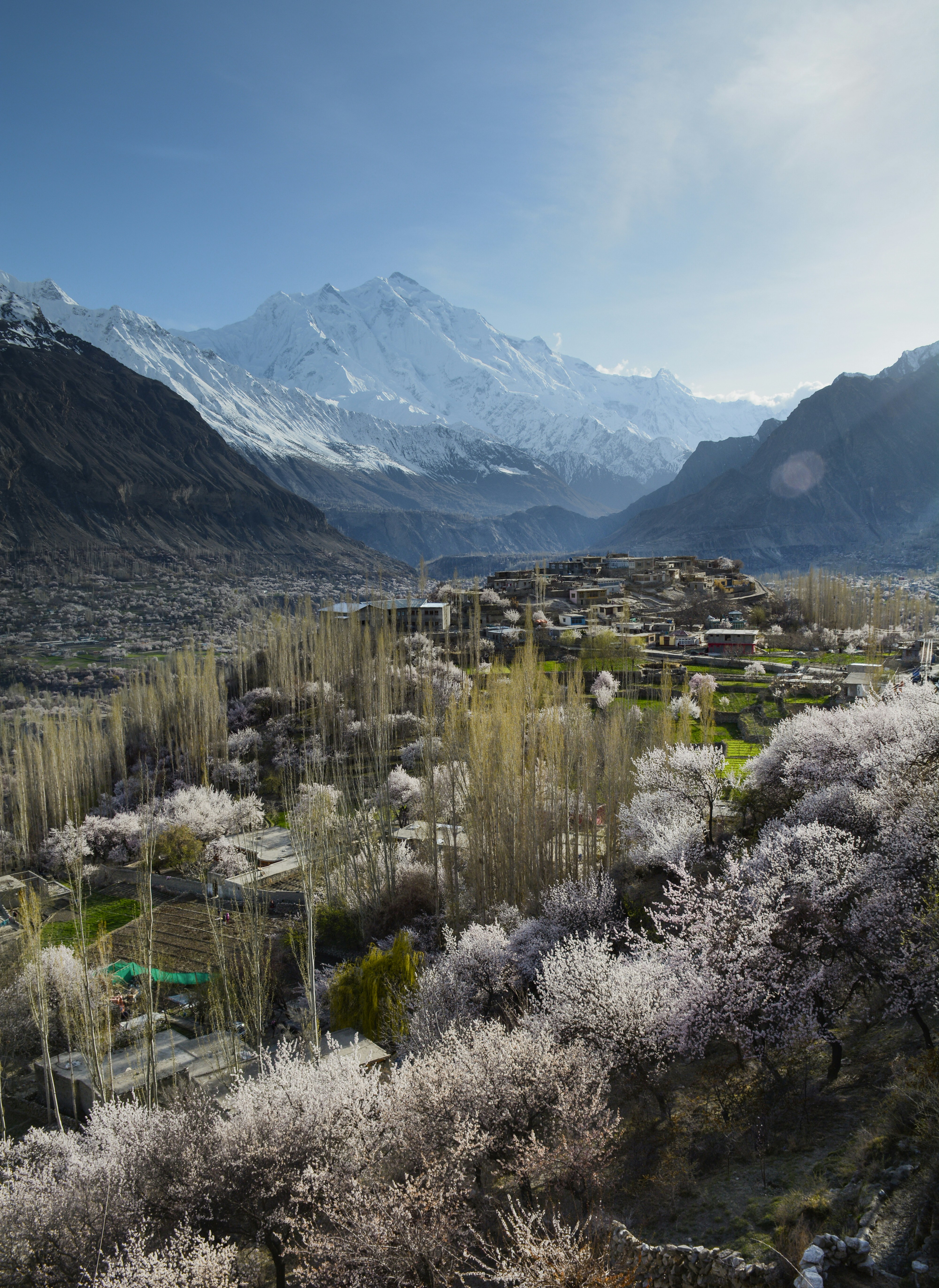 White Orchard Overlook: Snow-Capped Peaks Guard a Blossom Valley