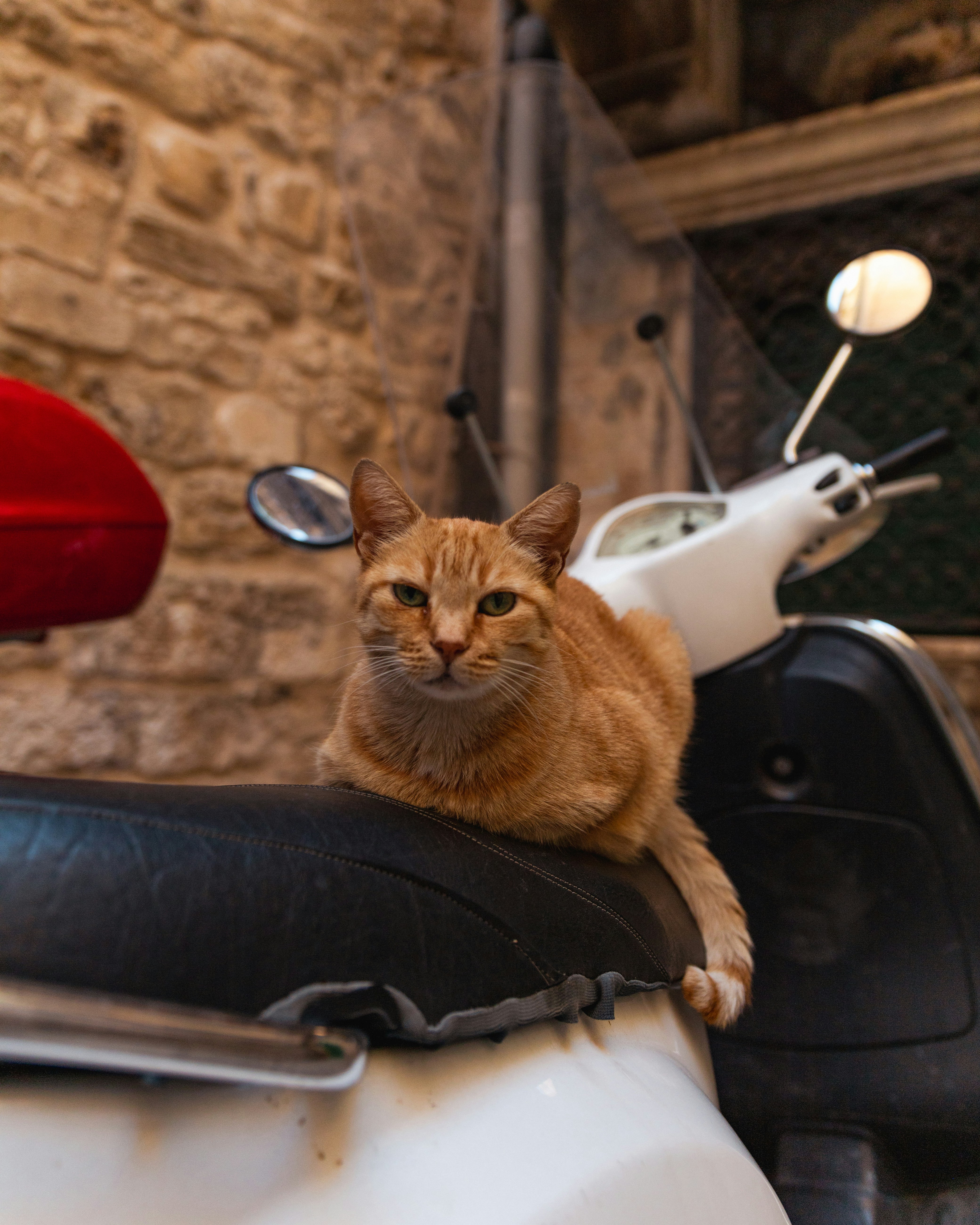 Orange Tabby on a Scooter: Quiet Confidence amid Rustic Atlas