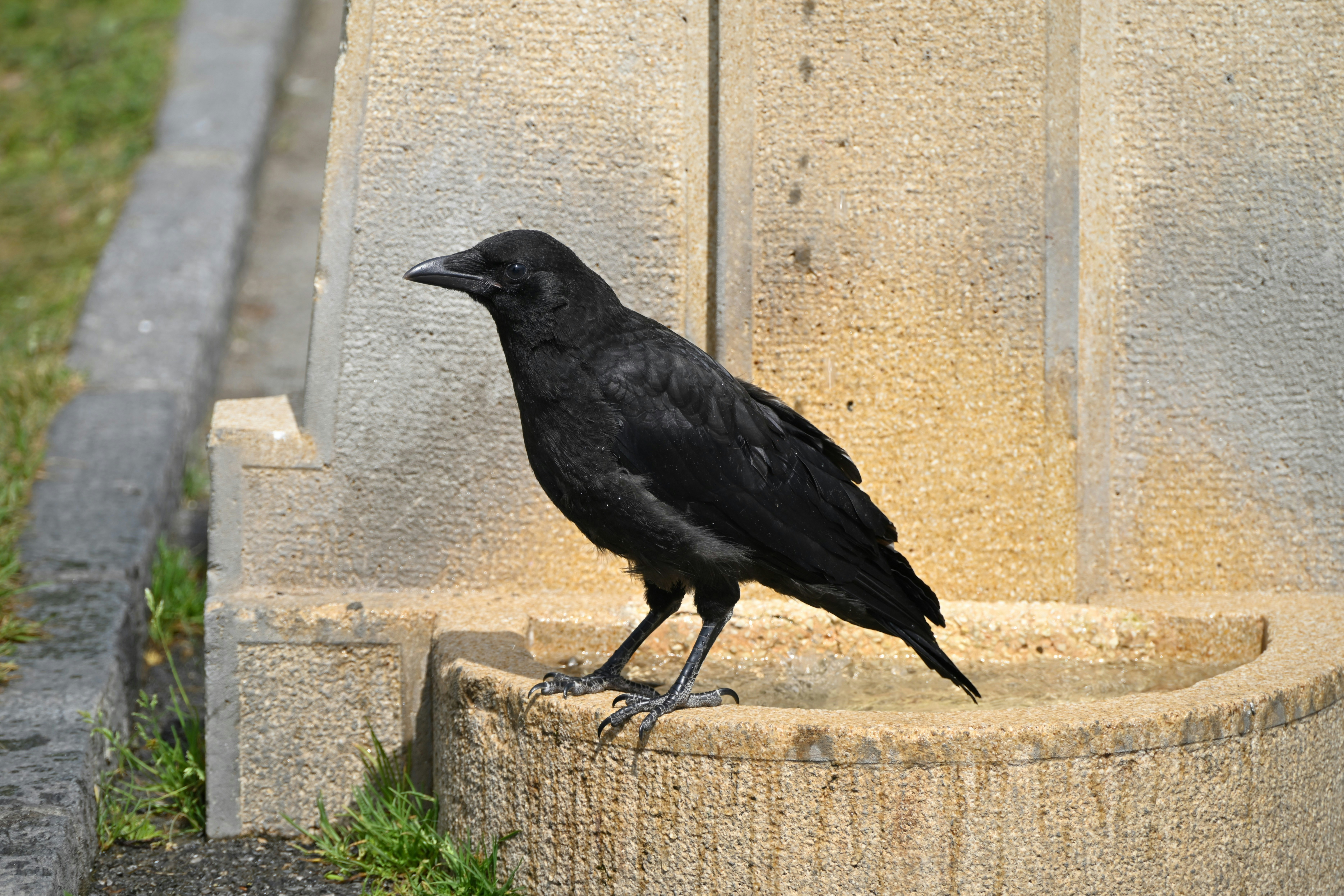 Midday Sentinel: a Black Crow Perched by the Stone Fountain