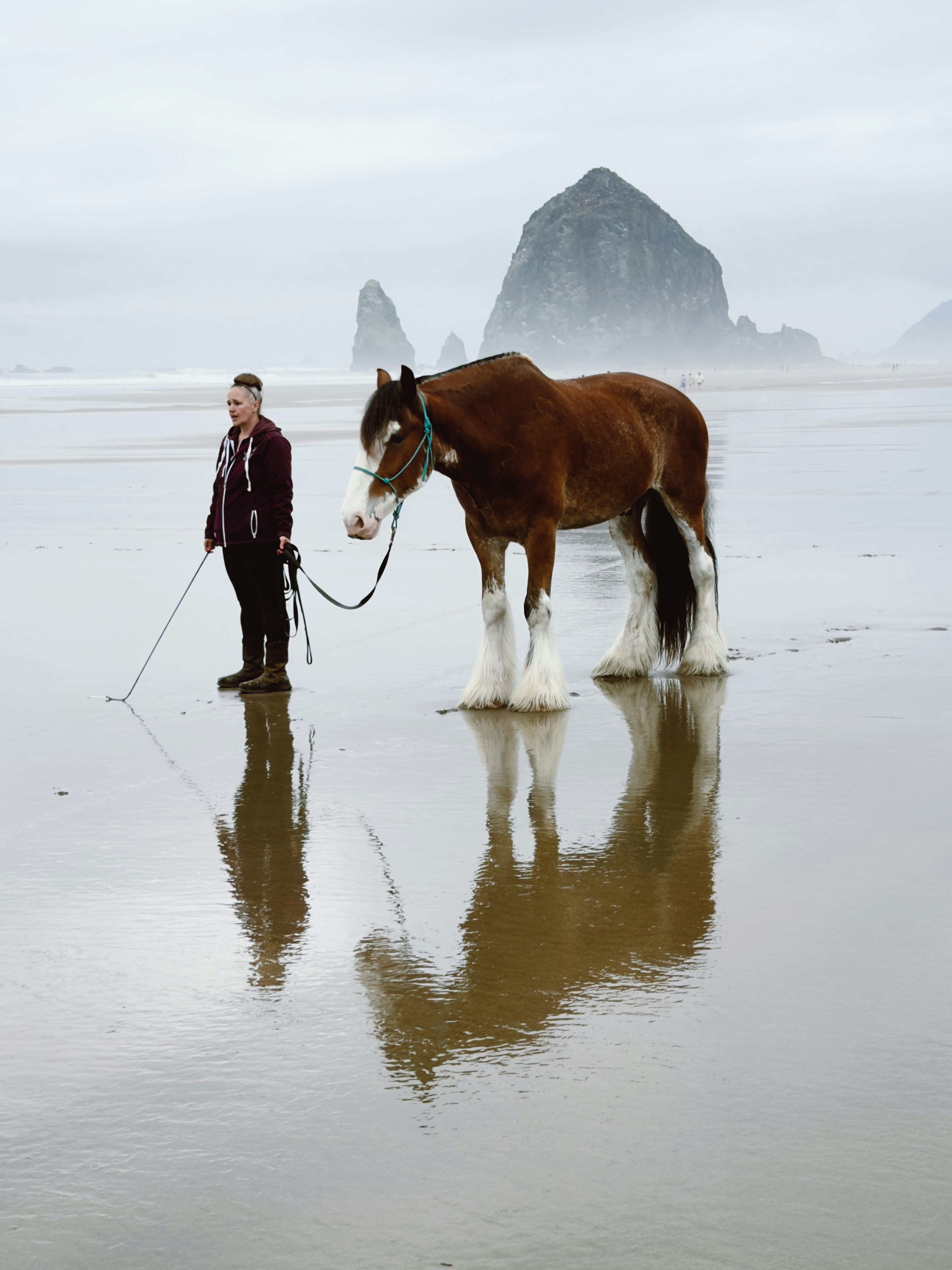 A person leads a large horse along a reflective, wet beach with distant rock formations shrouded in mist; the calm scene emphasizes connection between handler and animal. (Photo shows a real scene, not a painting or logo).