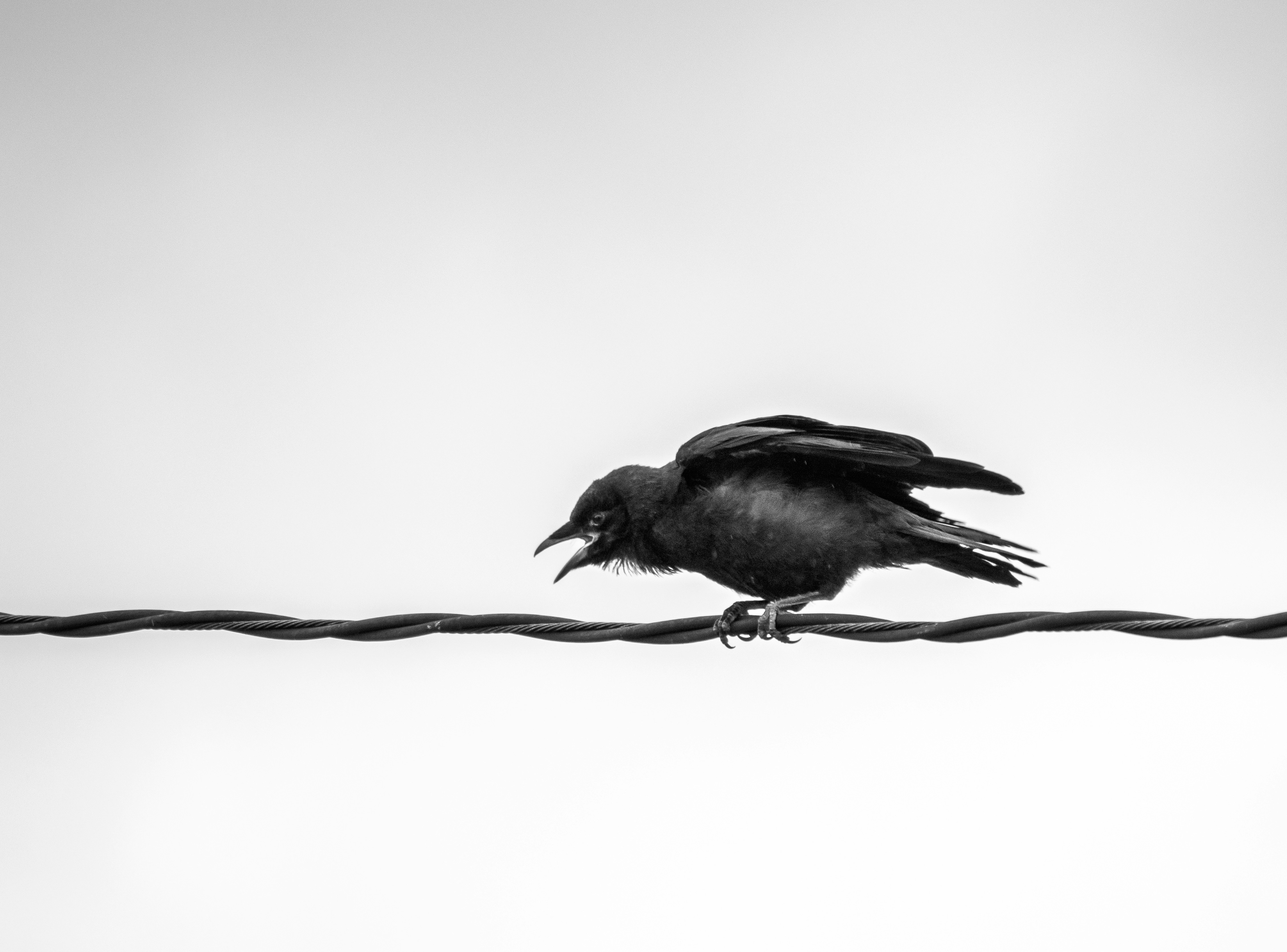 A lone crow perches along a twisted wire in stark black-and-white, emphasizing form and negative space.