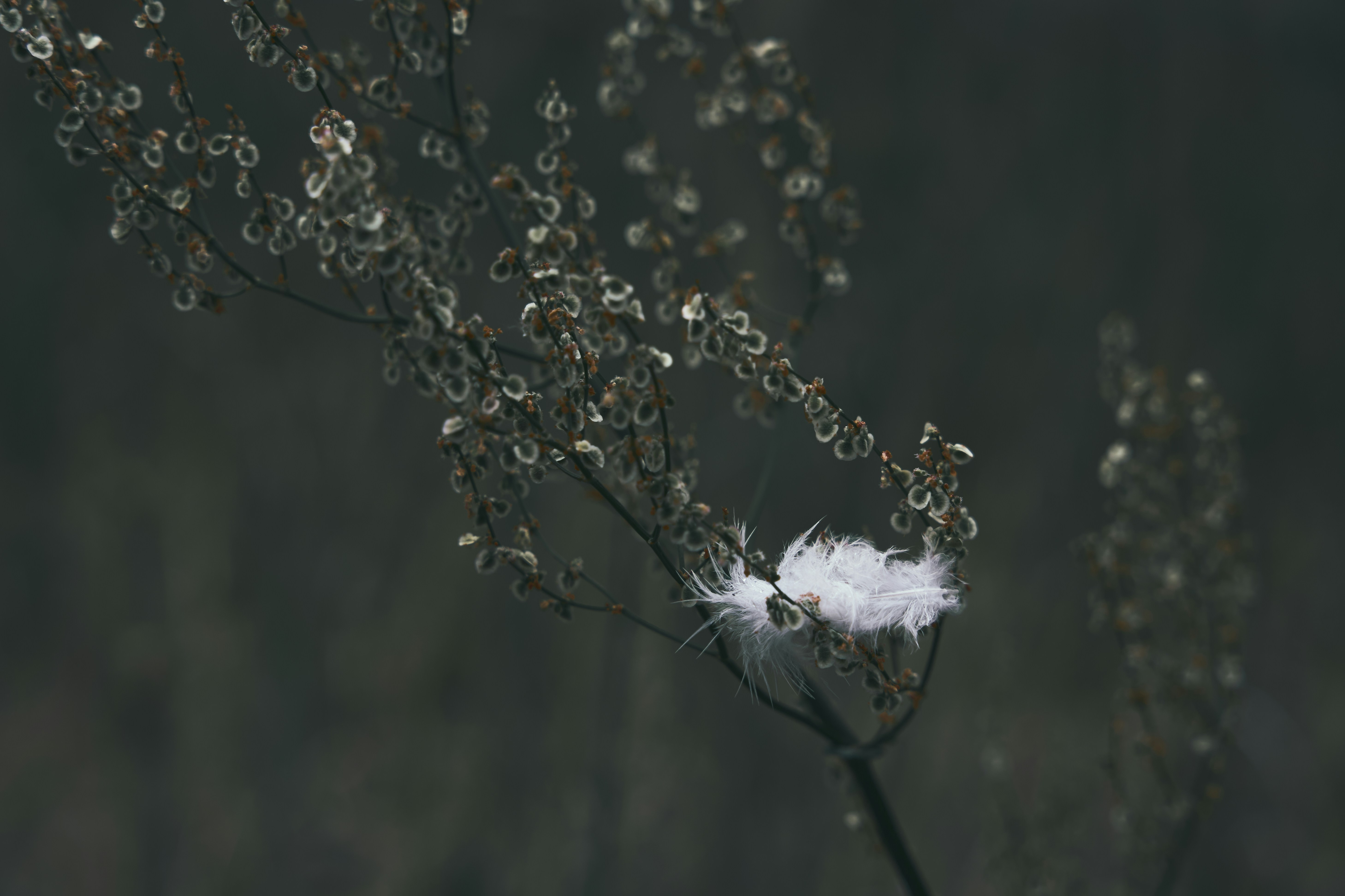 Whispering Seed: A Soft Plumage on a Dew-kissed Branch