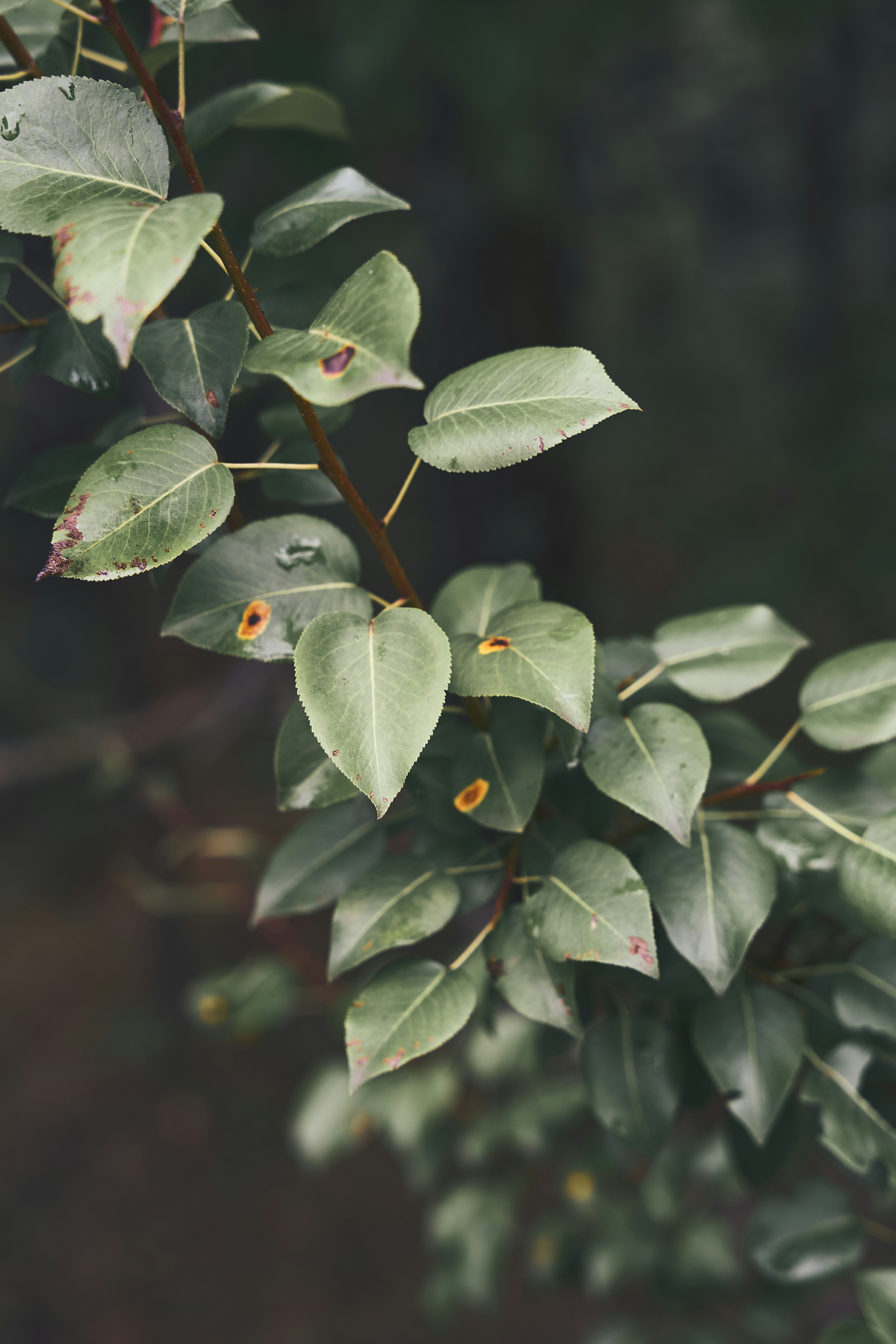 Leafy Veil: Subtle Orange Bloomlets on a Branch
