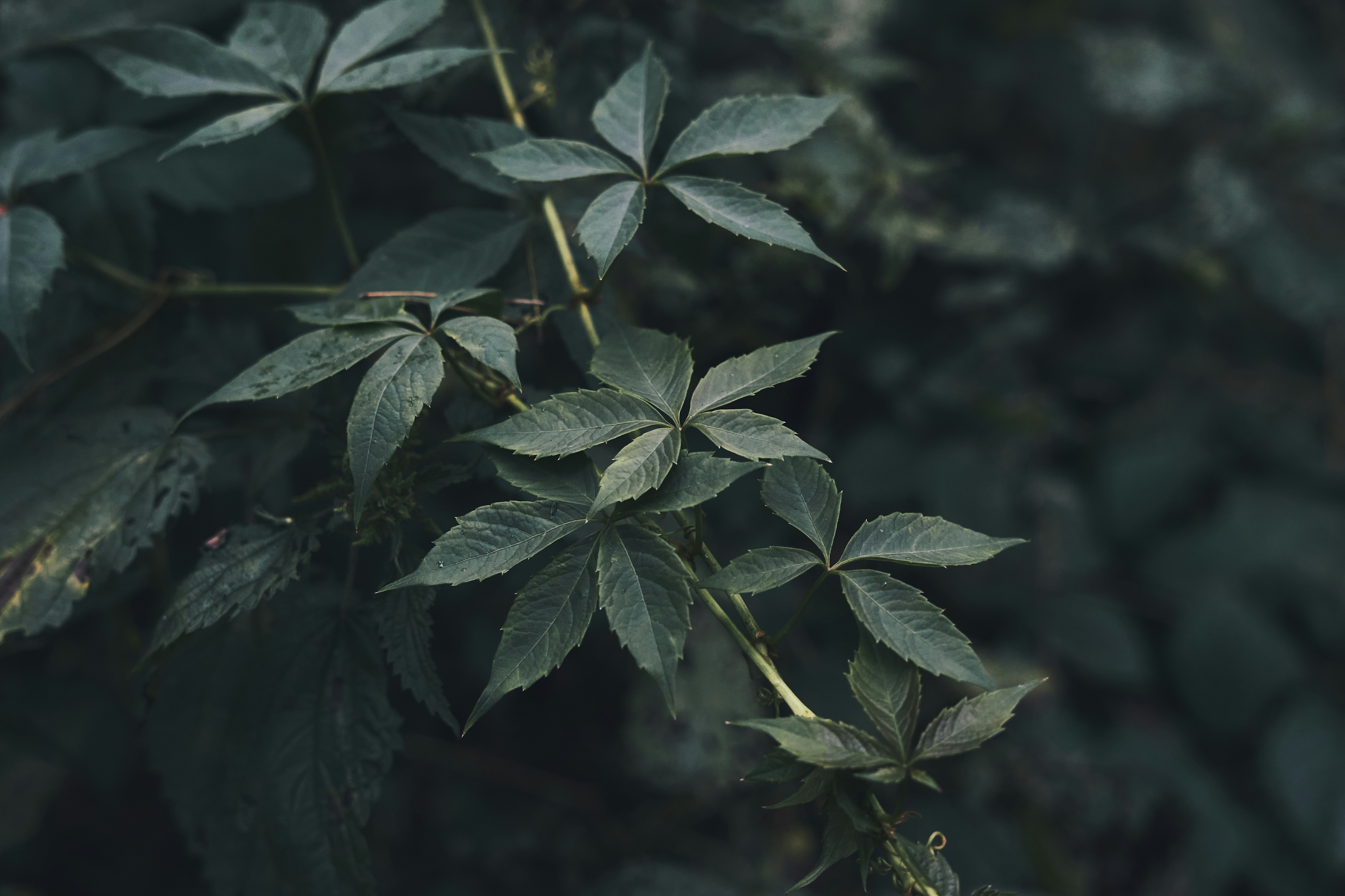 Verdant Fronds: A Quiet Arc of Leaves in Dappled Shadow