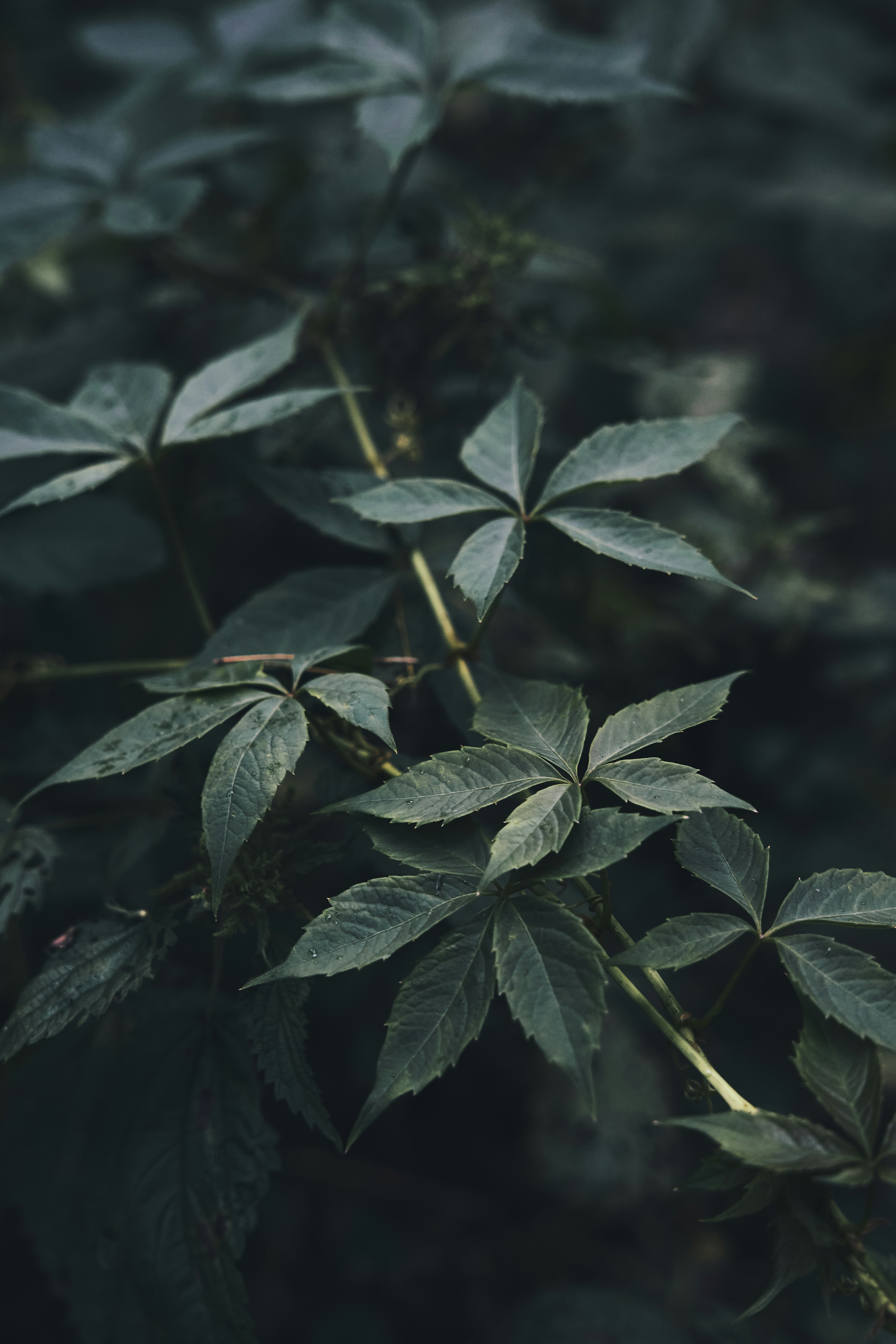 Verdant Foliage in Soft Focus: A Quiet Leafscape