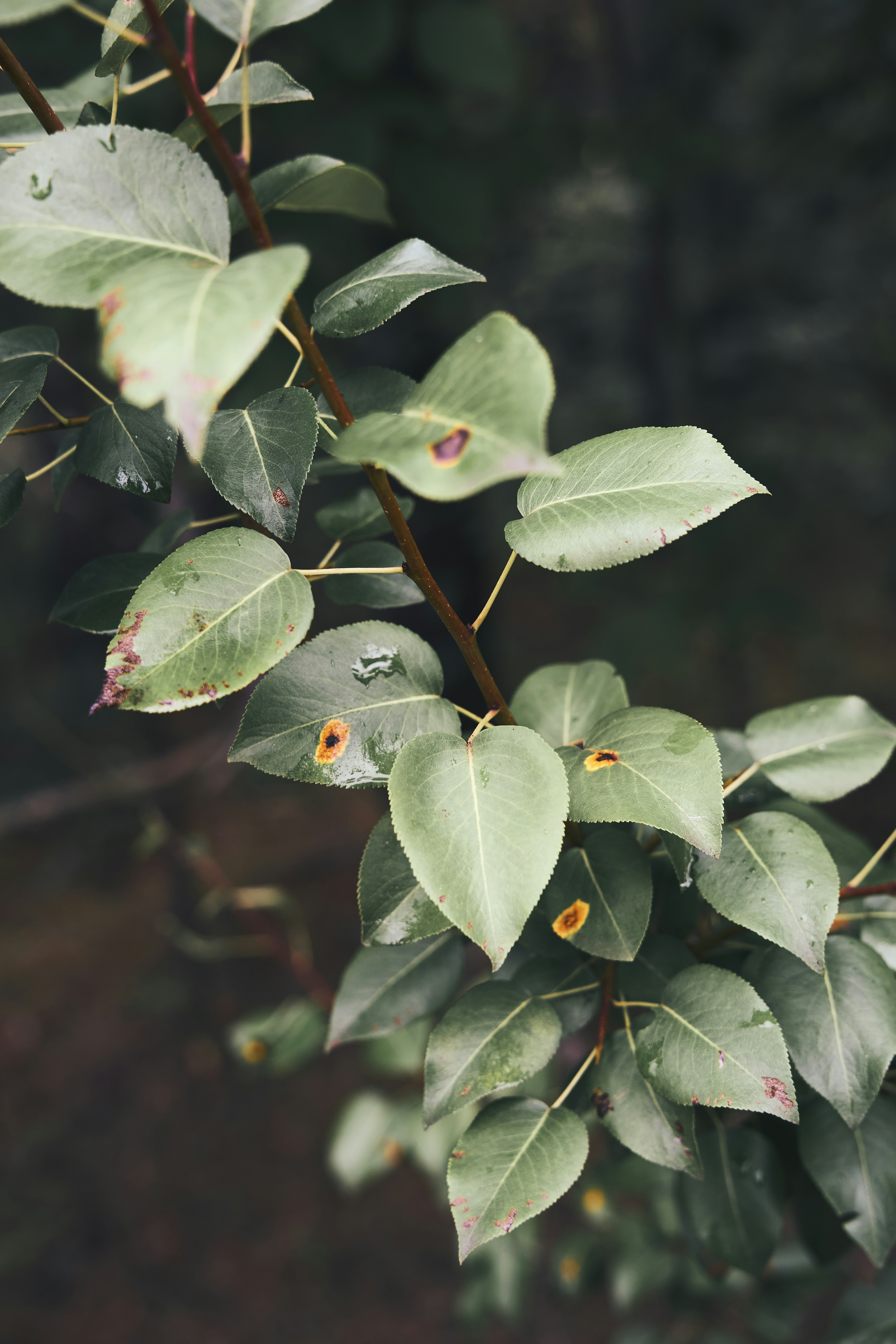 Vibrant Plumery: A Quiet Orchard of Leaf and Light