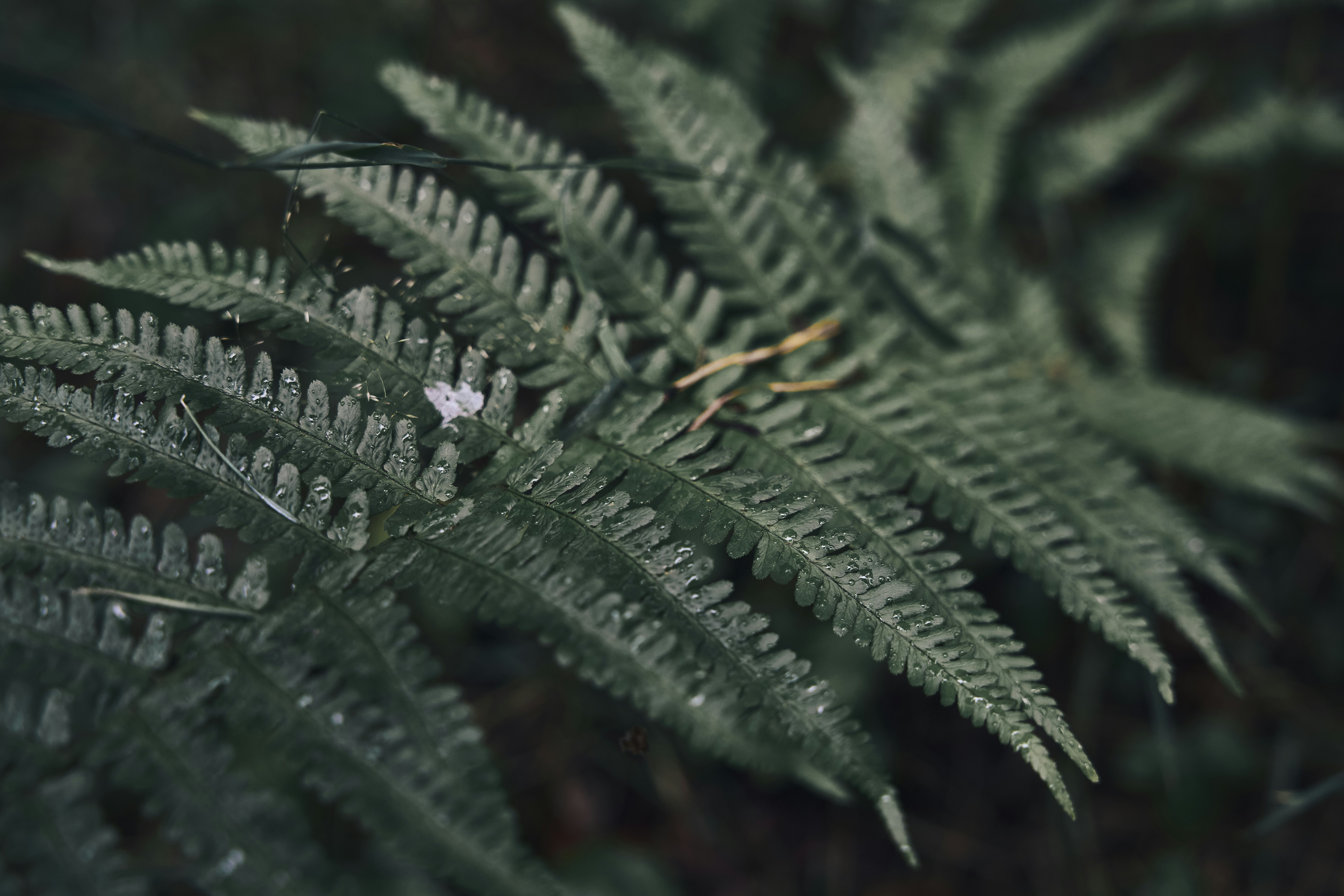 Dappled Fern Fronds in Quiet Forest Light
