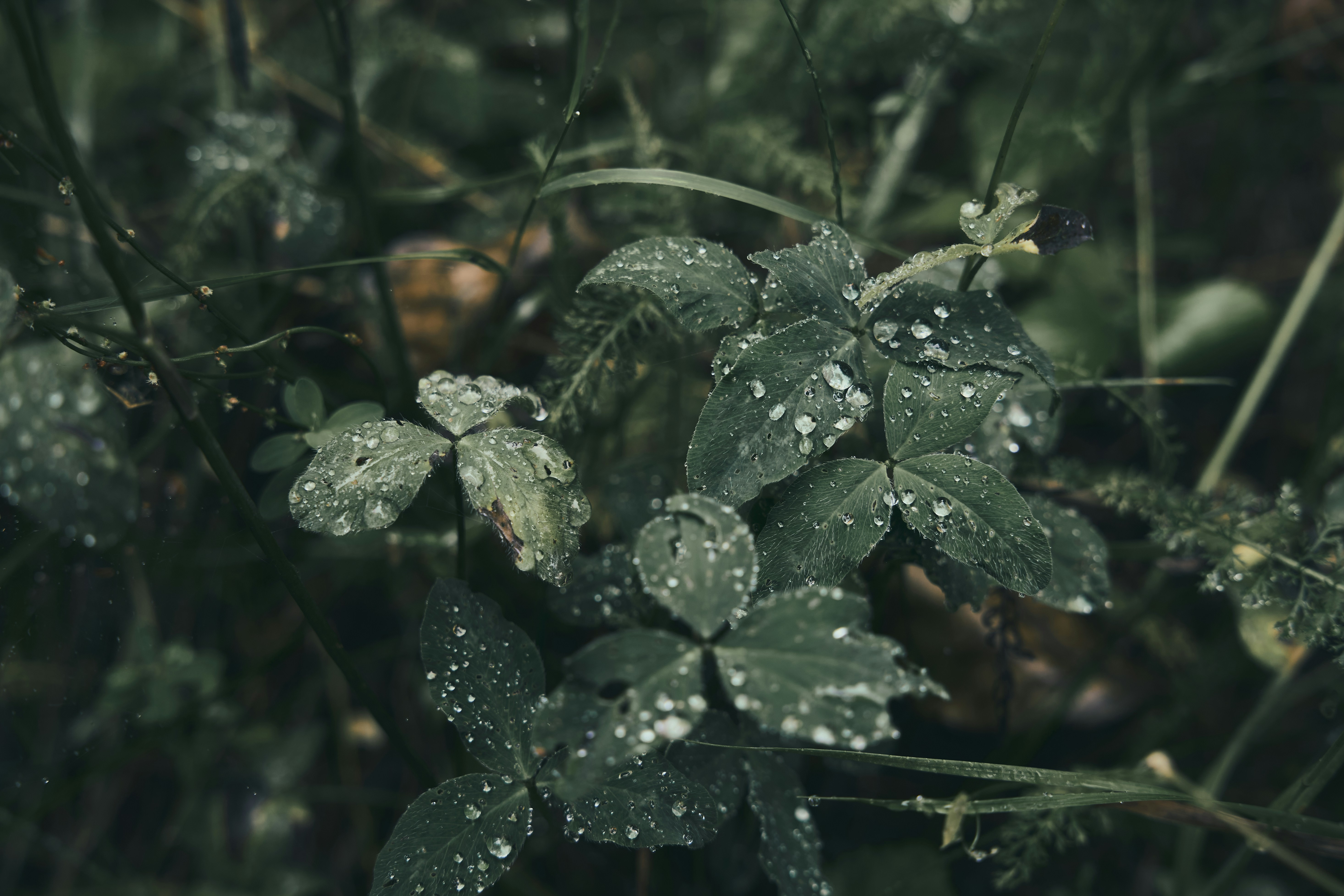 Morning Dew on Velvet Green: A Close-up of Raindrop-Kissed Leaves