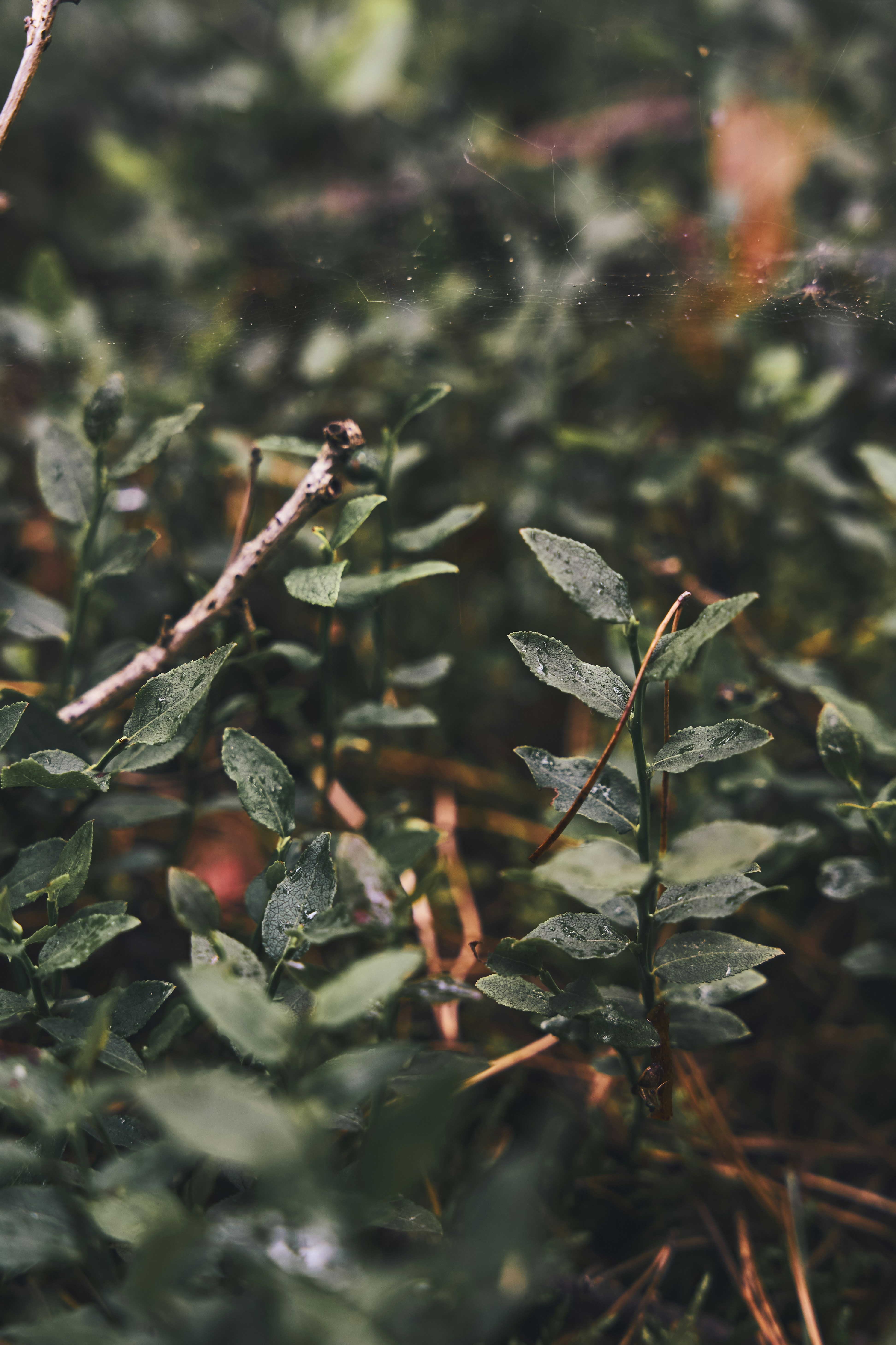 Spider Silk in a Quiet Green Understory