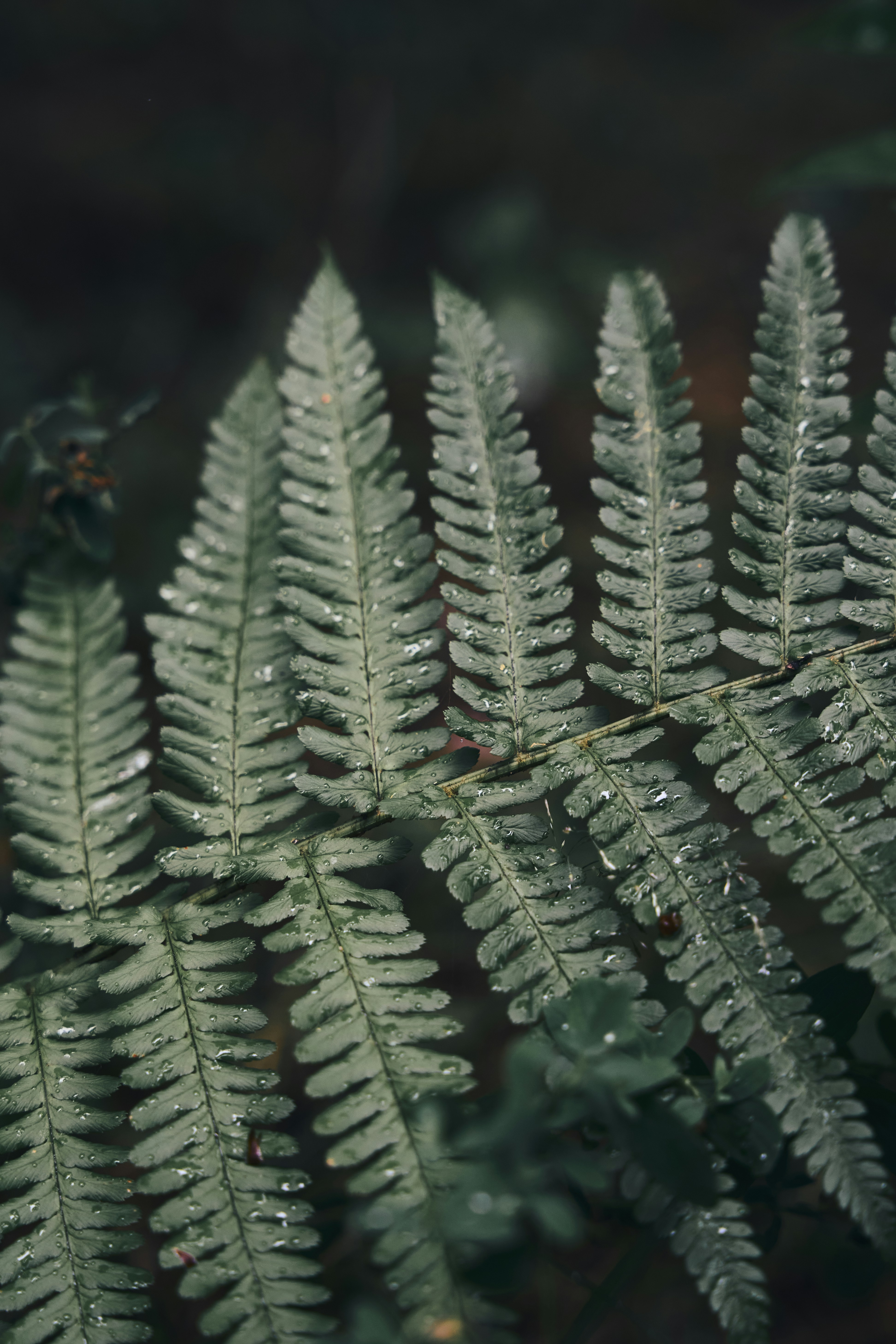 Dew-Kissed Fern Fronds in Soft Forest Light