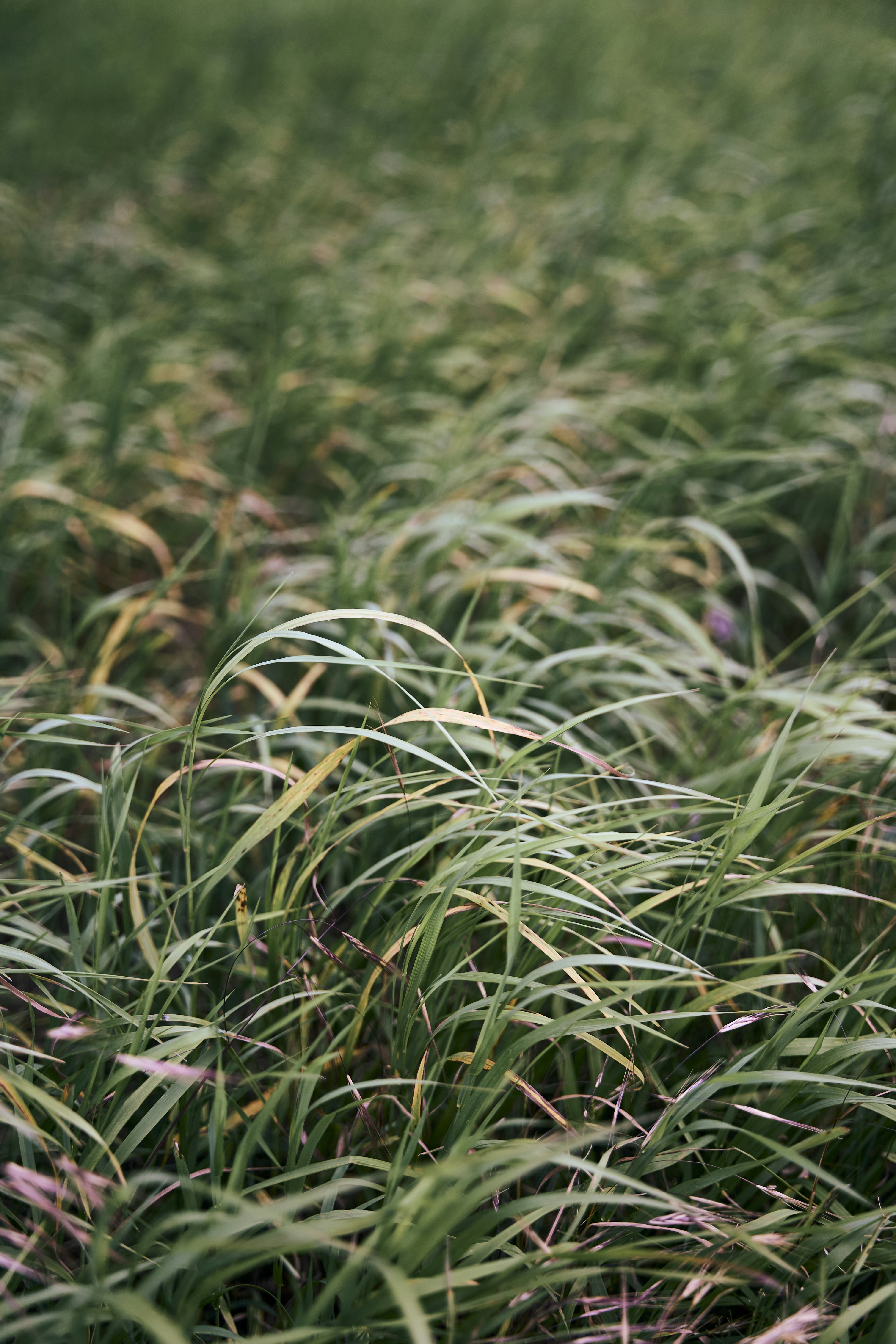 Whispers of Grass: A Sea of Green Curves