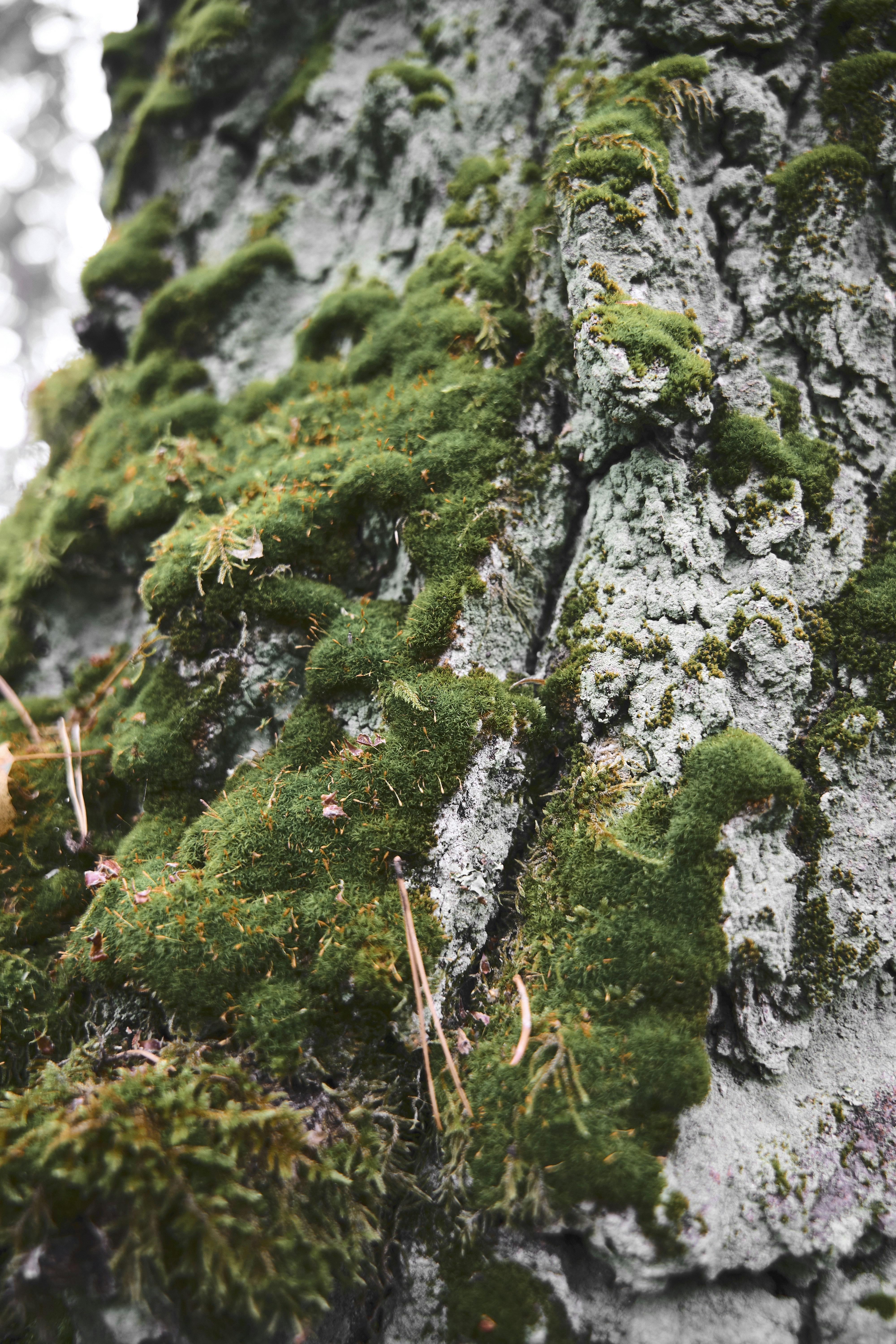 Moss-Clad Rock Reveals Earthy Texture and Quiet Green