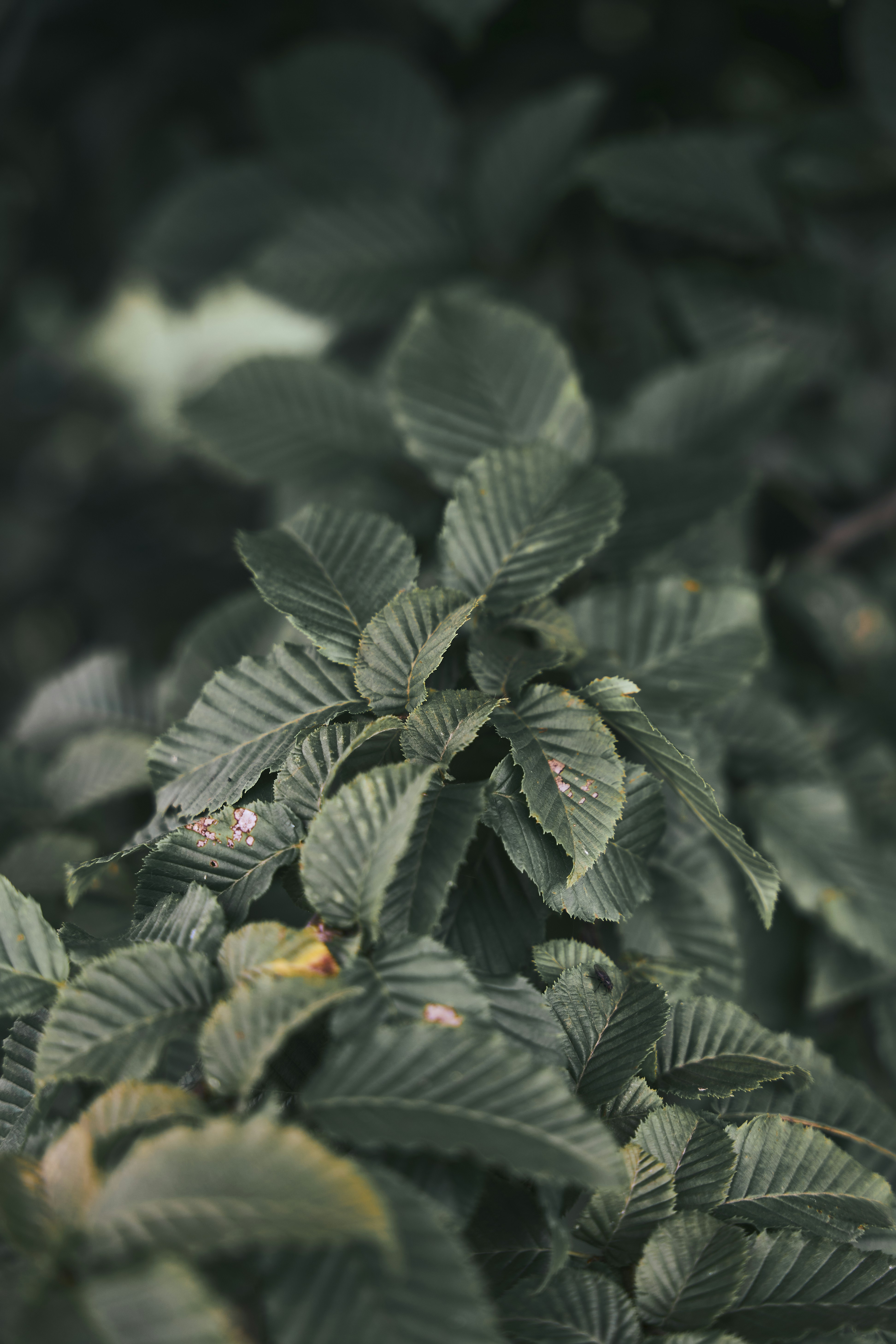 Close-up of Serrated Leaves: Velvet Green Texture in Soft Focus