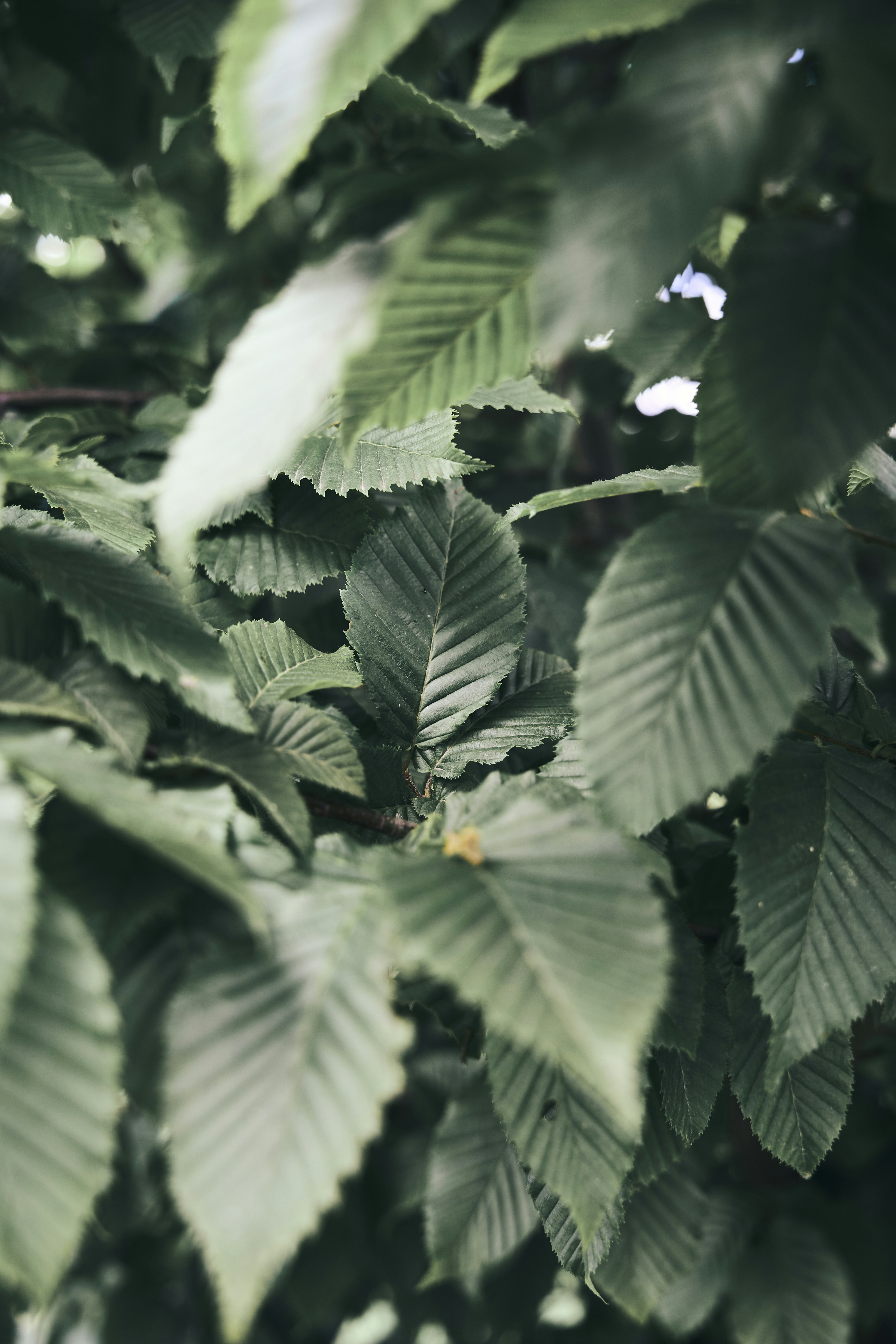 Veiled Green Canopy: Quiet Clusters of Serrated Leaves