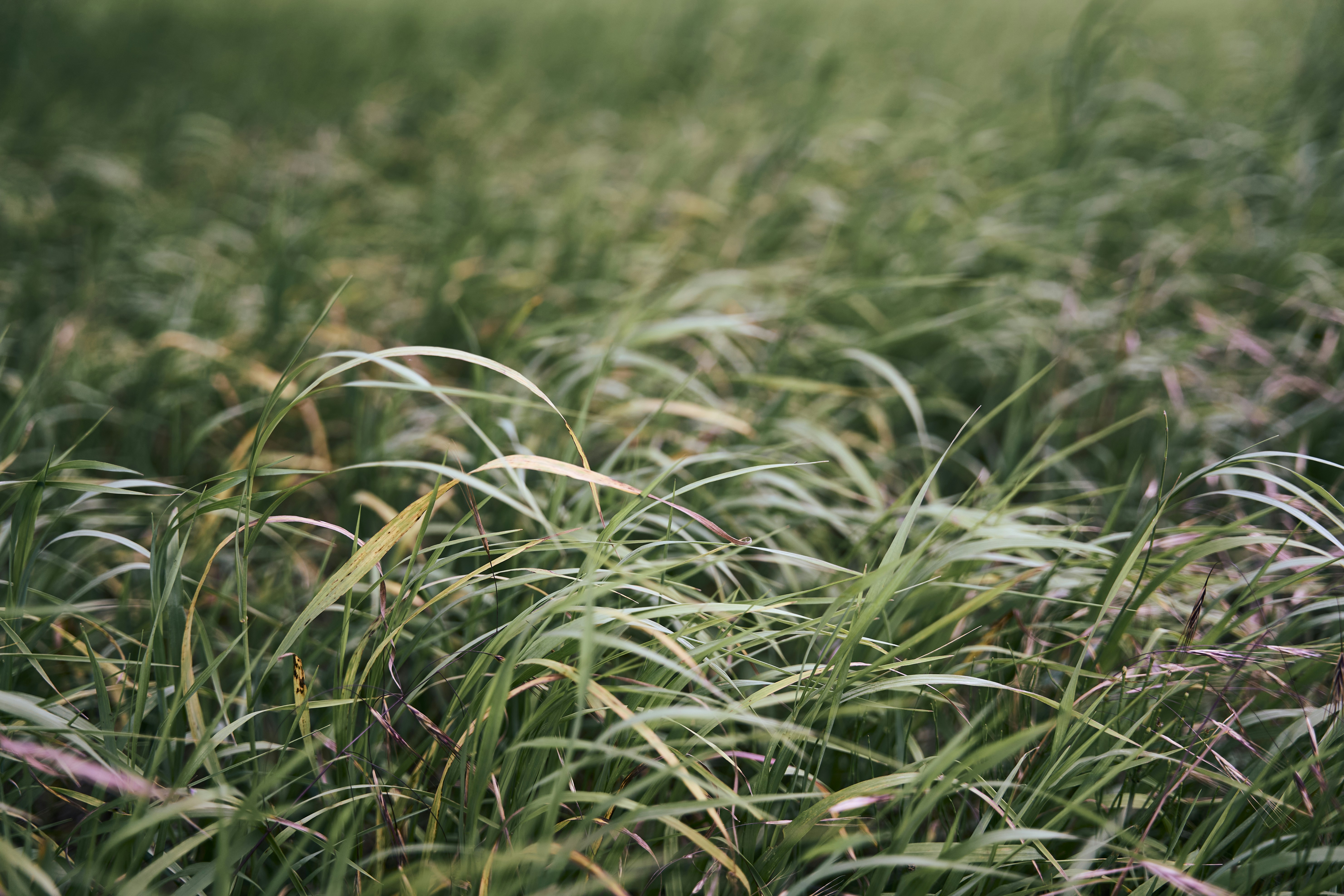 Soft Greens in a Quiet Meadow