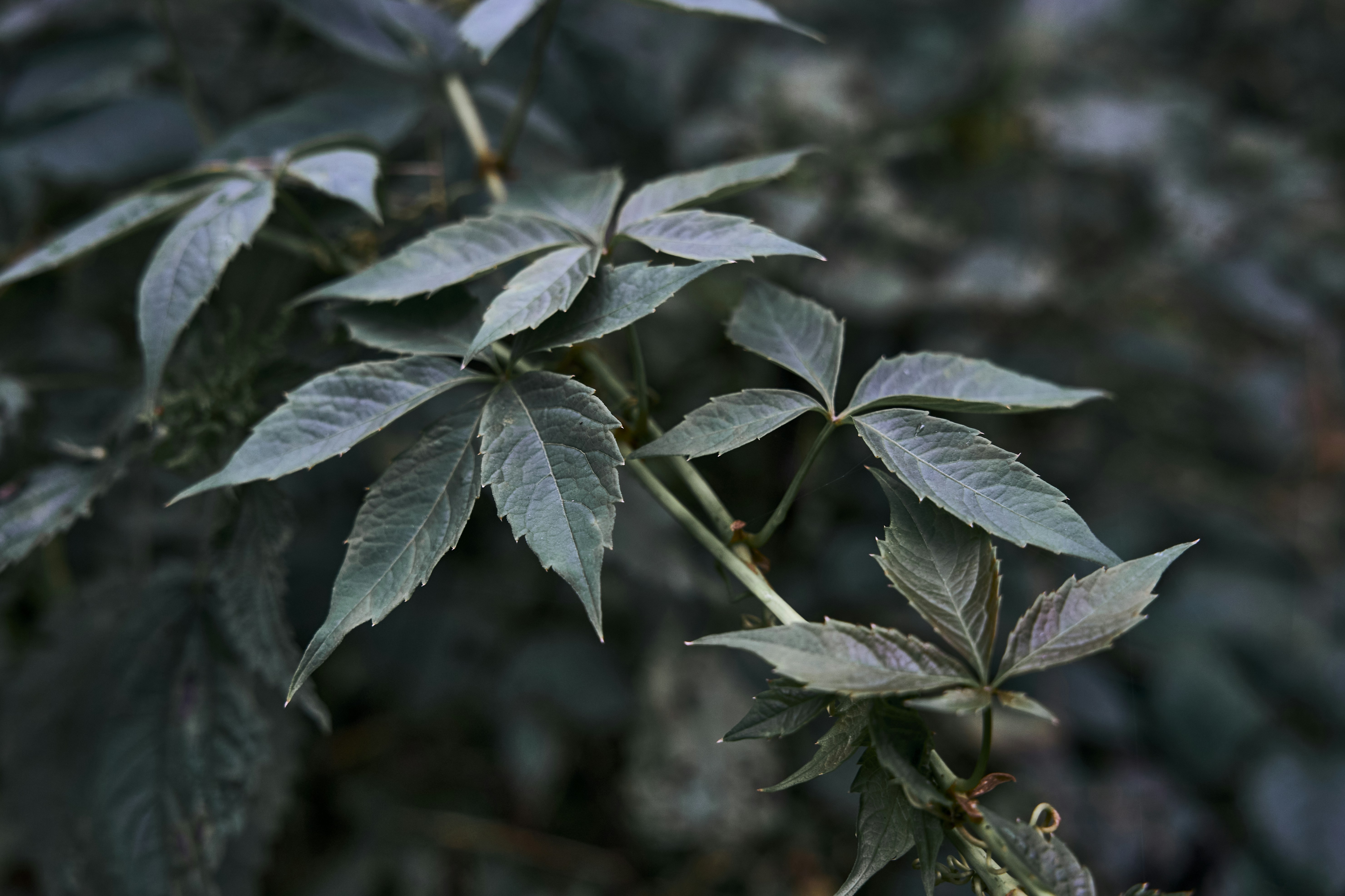Photo by Wojciech Pacześ with Sony Alpha 7 II